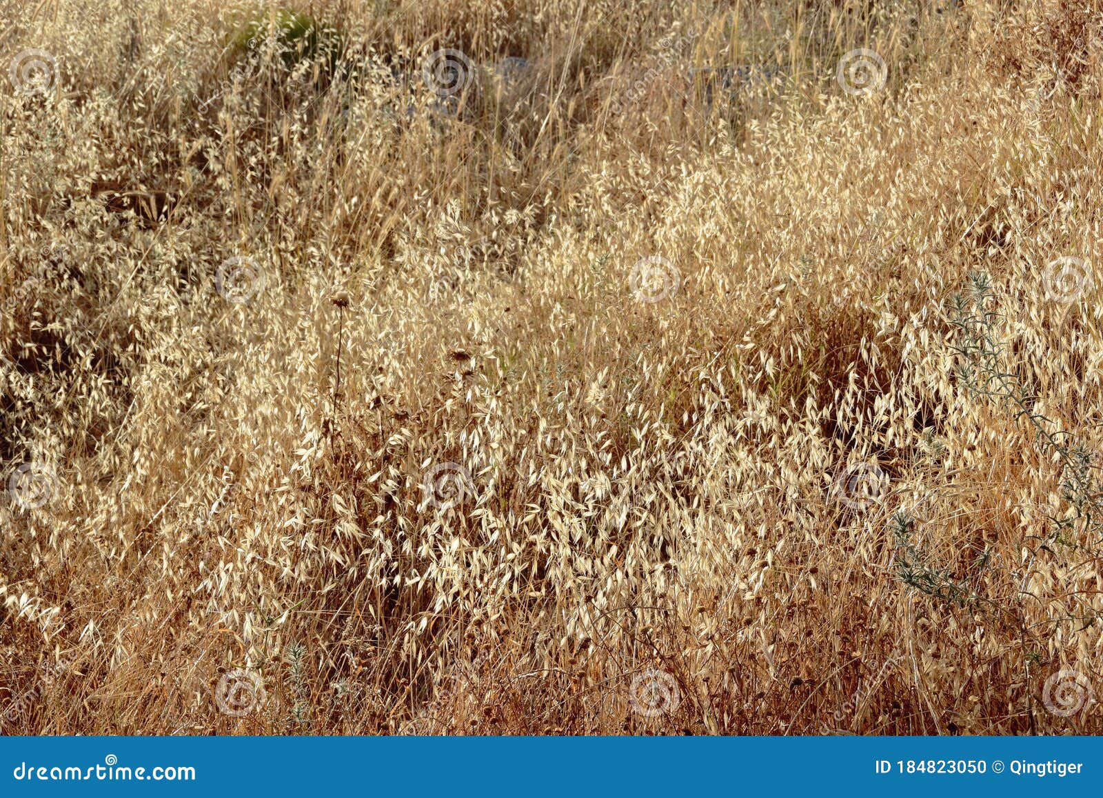 Wild Dry Grass on the Wind. Stock Photo - Image of pike, green: 184823050