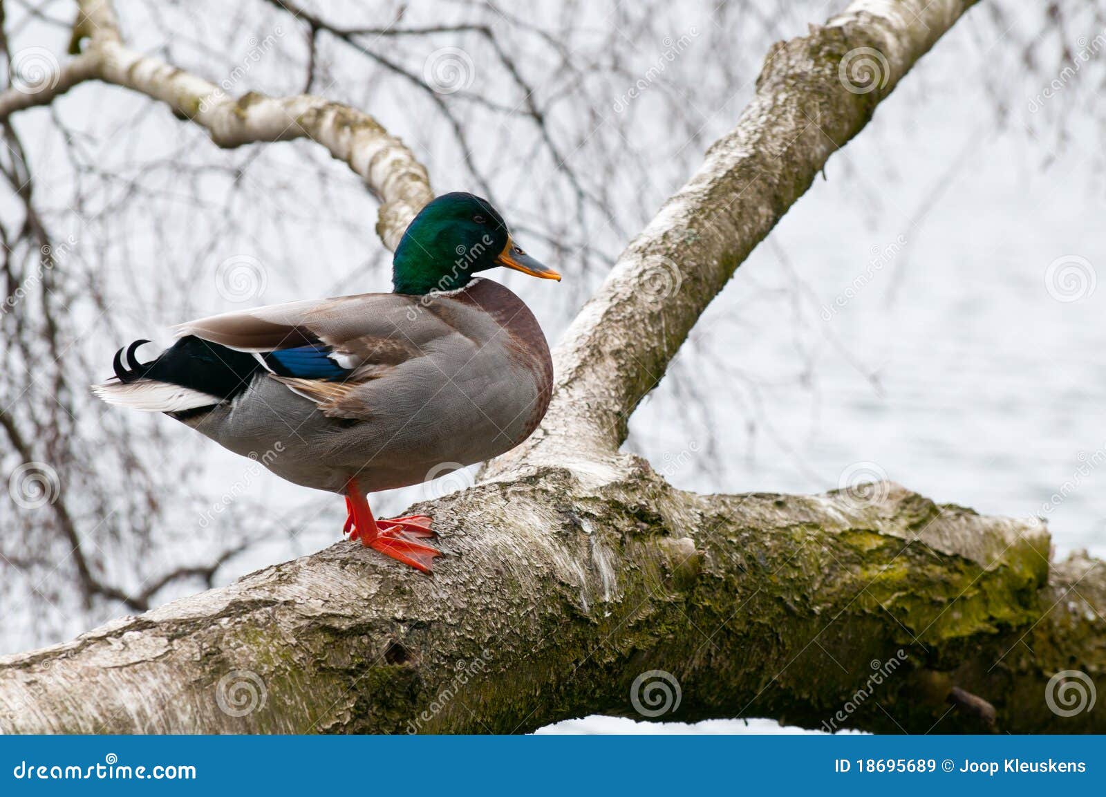 Wild duck stock image. Image of isolated, nature, brown - 18695689