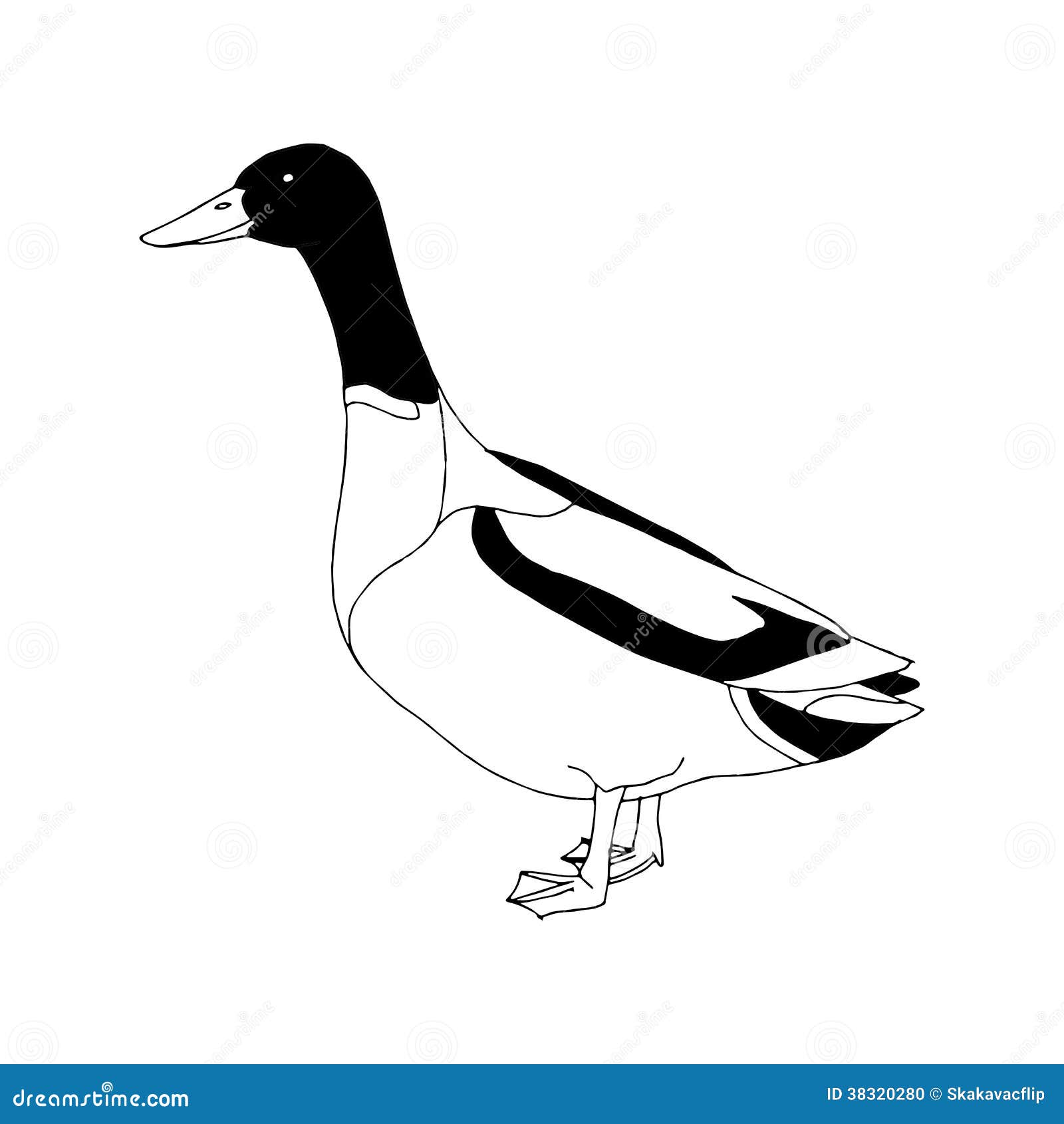 Wild Duck, Vintage Hand-drawing. Vector Illustration | CartoonDealer ...