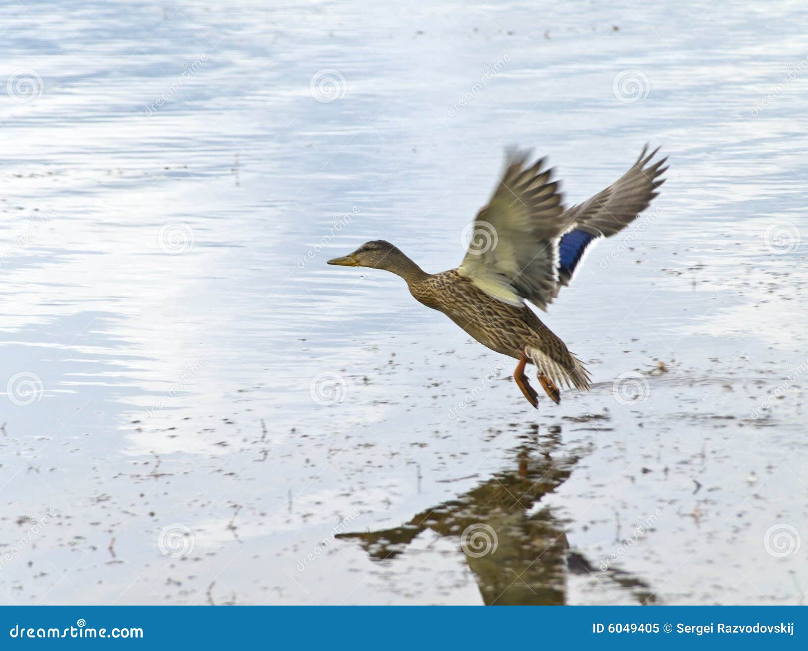 Wild duck stock image. Image of lake, nature, natural - 6049405