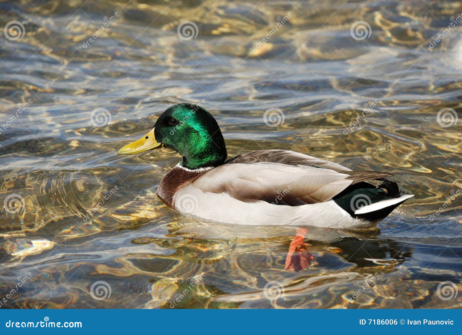 Wild Duck Royalty-Free Stock Image | CartoonDealer.com #42741406