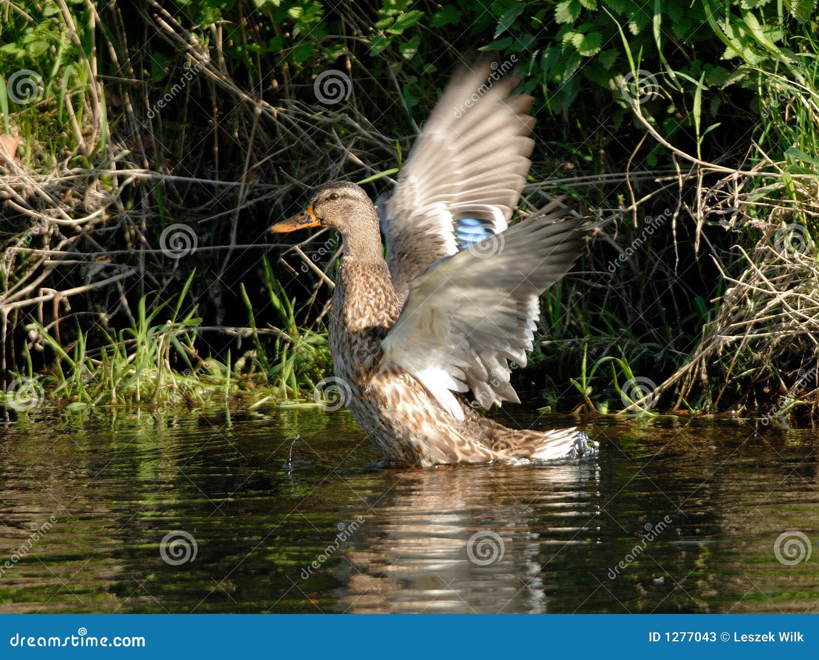Wild Duck Swims In The Pond In The Water Migratory Birds In The Park ...