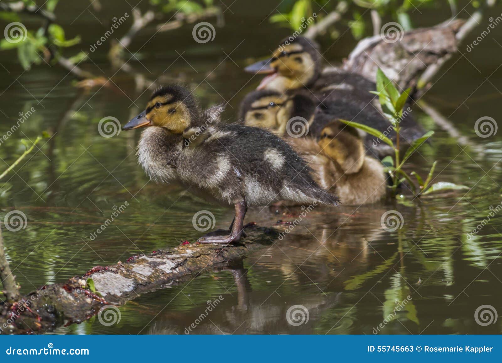 Wild Duck (Anas Platyrhynchos) Stock Image - Image of ...