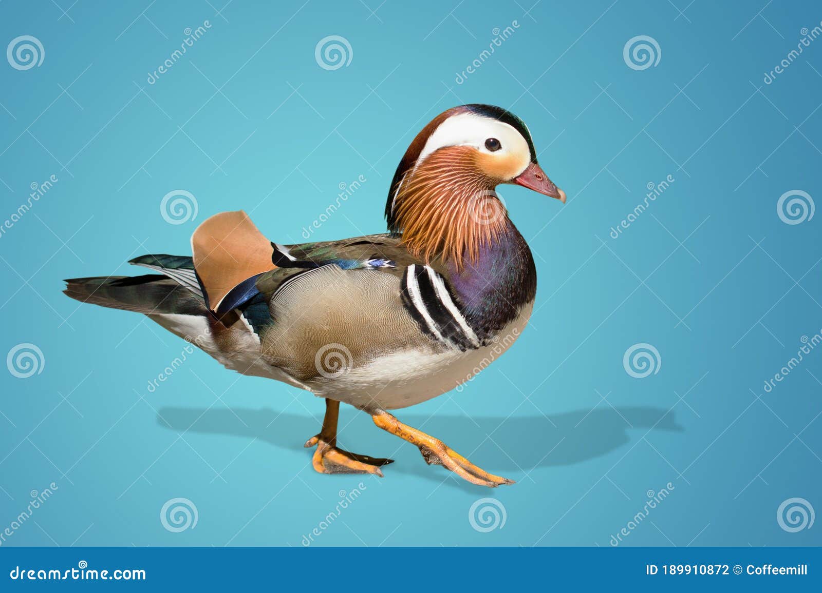 Wild duck.on blue stock photo. Image of beautiful, blue - 189910872