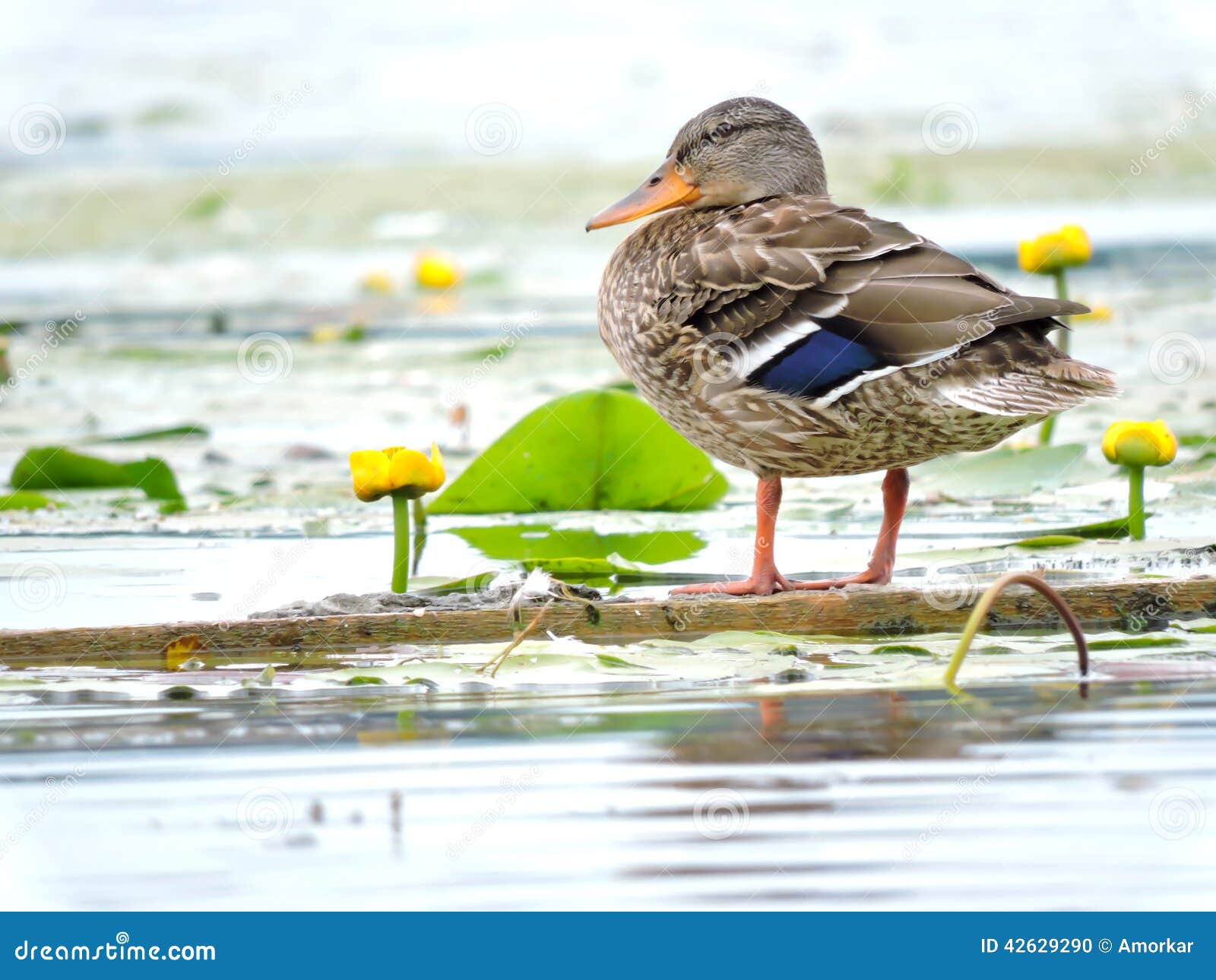 Wild duck on a branch stock photo. Image of environment - 42629290