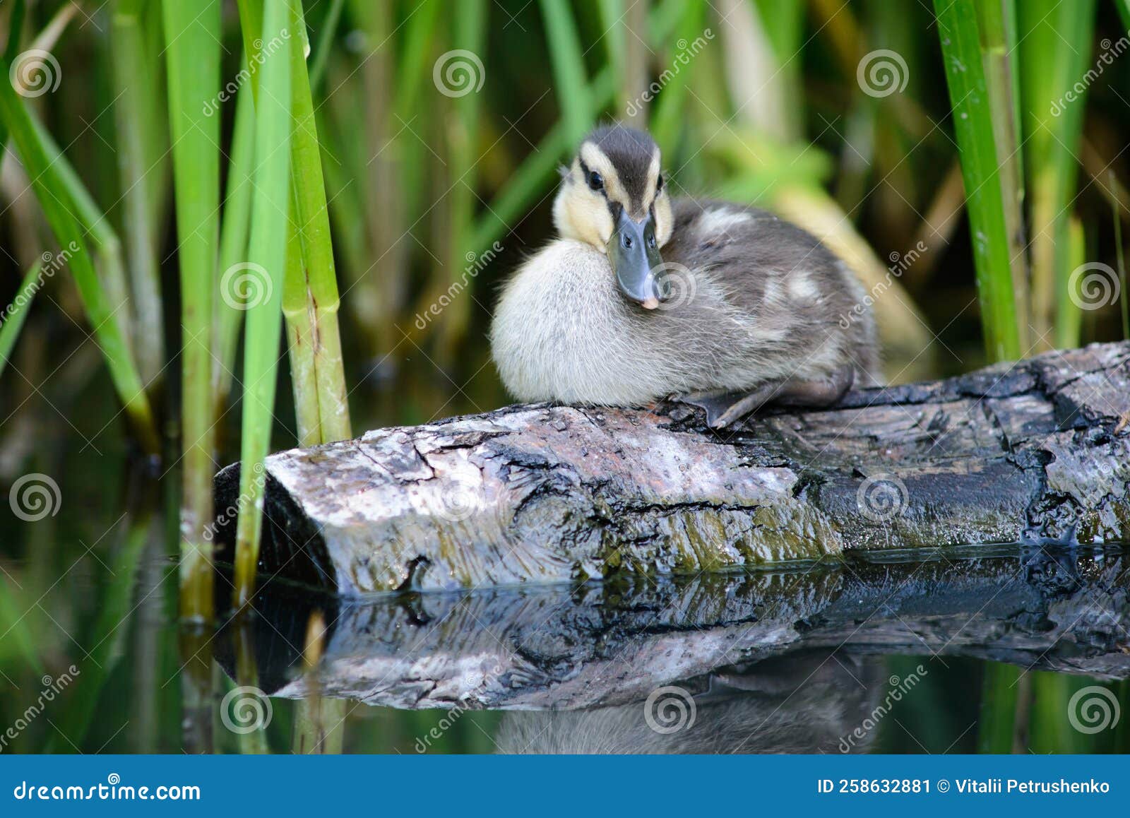 A Wild Duck Chick is Sitting on a Log Stock Image - Image of wild, tree ...