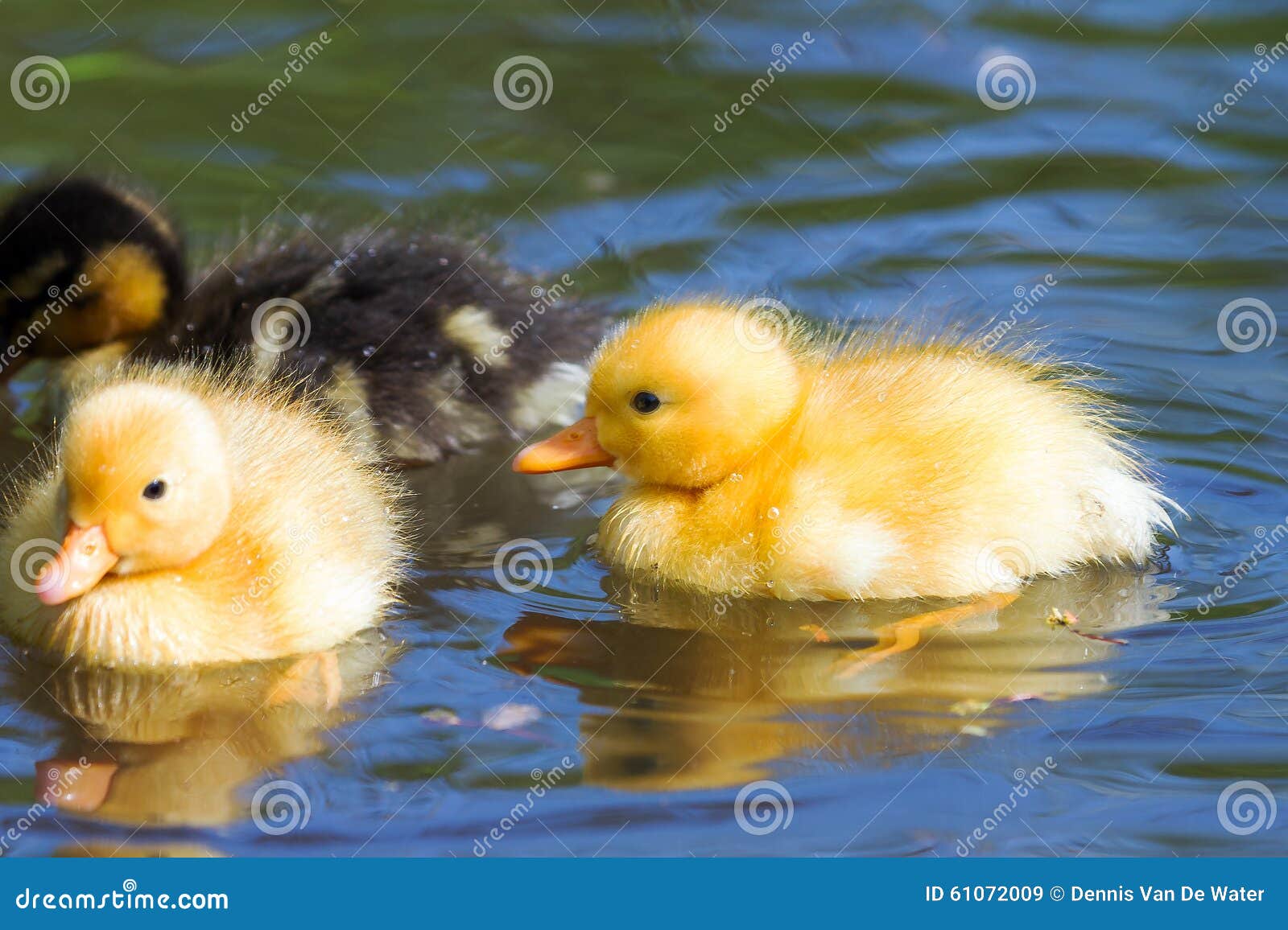 Wild duck chicks stock image. Image of beak, europe, adorable - 61072009