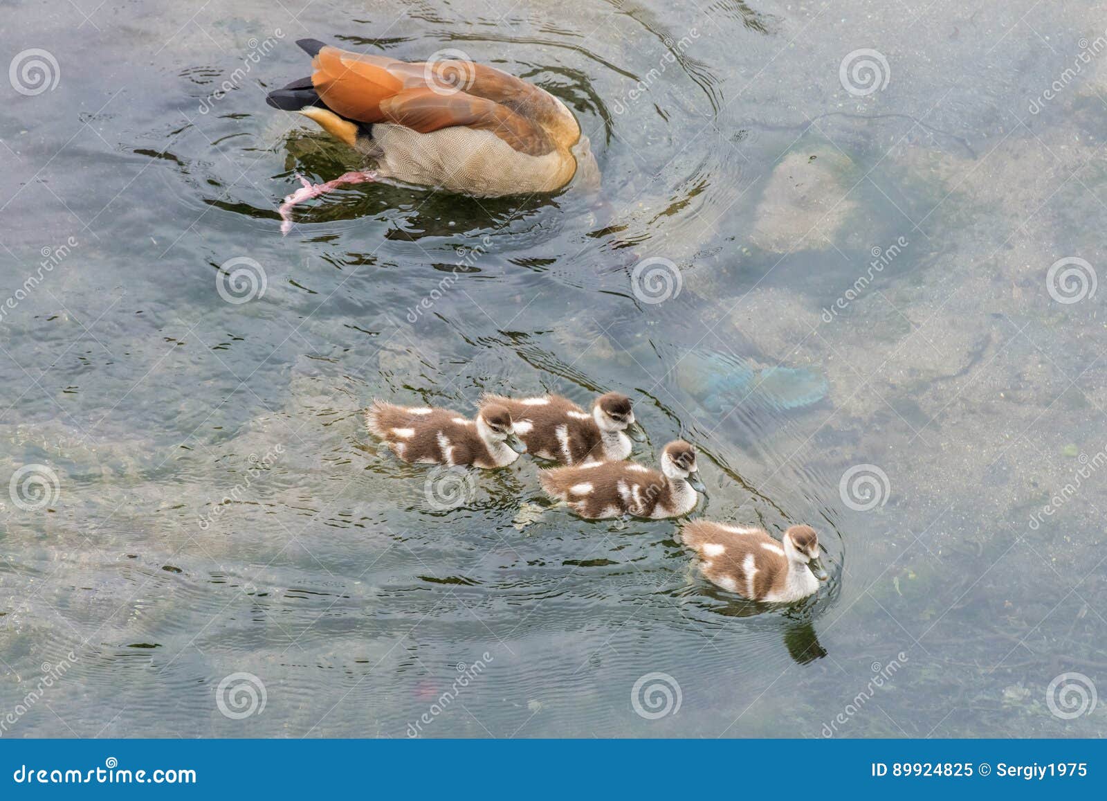 Wild Duck with Chicks on the River Stock Image - Image of feather ...
