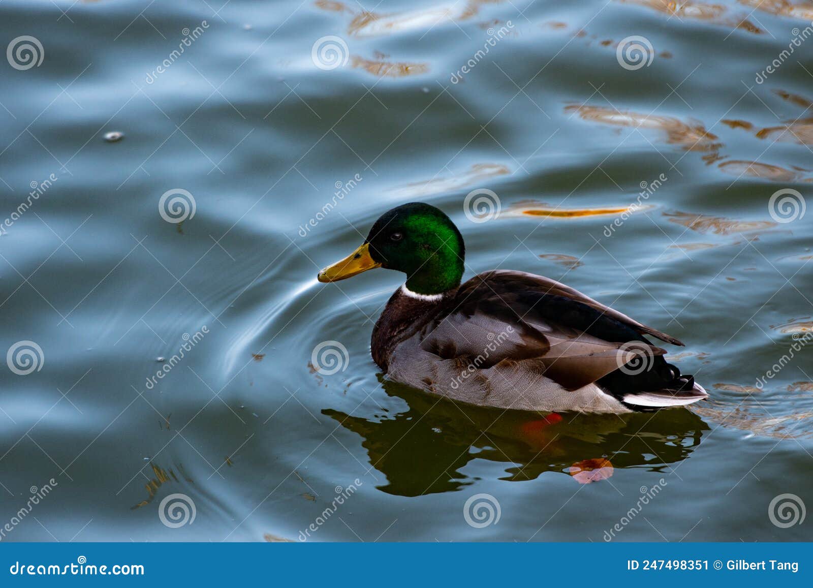 Wild duck chilling stock image. Image of wildlife, duck - 247498351