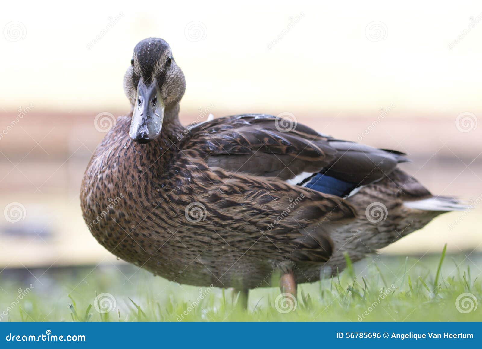 Wild duck, close-up stock photo. Image of fowl, clipping - 56785696