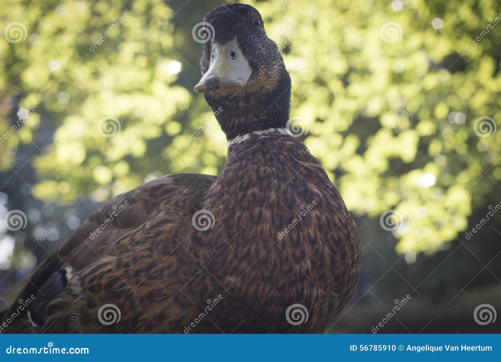 Wild duck, close-up stock photo. Image of bacckground - 56785910