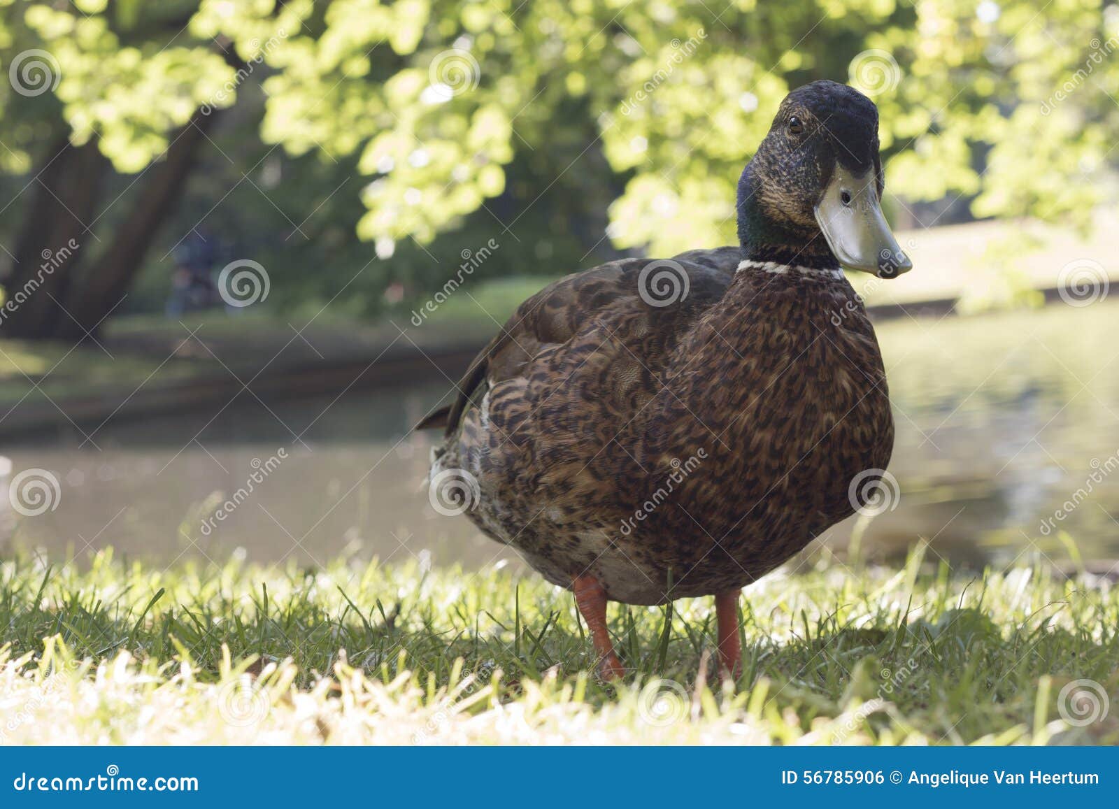 Wild duck, close-up stock photo. Image of front, flying - 56785906