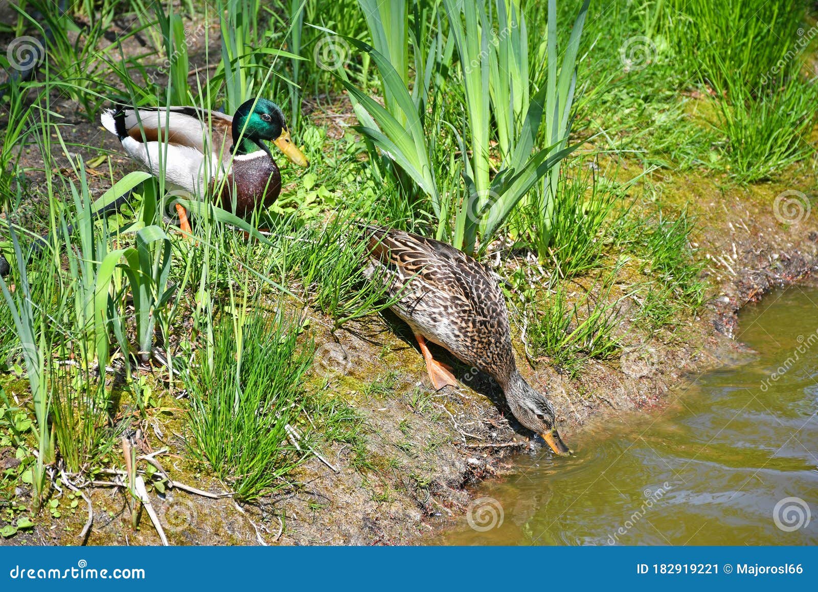 Wild Duck Couple at the Pond Stock Image - Image of feather, pond ...
