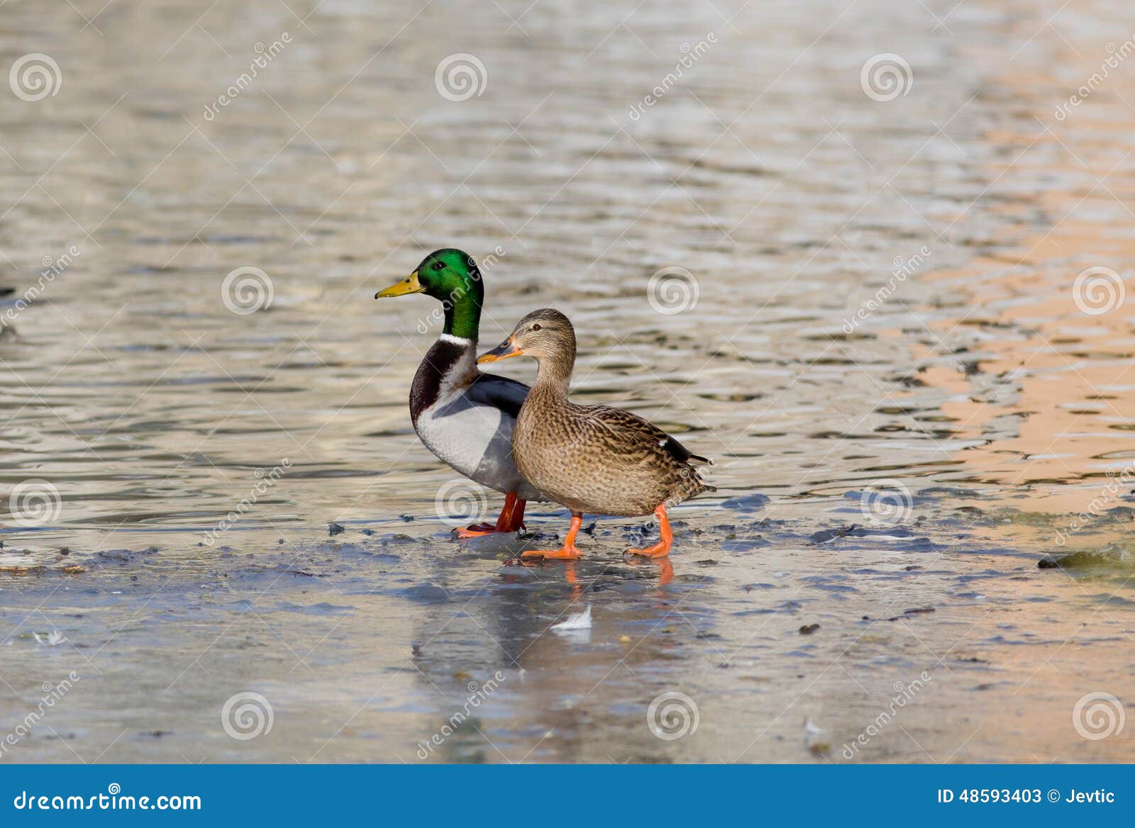 Wild duck couple stock image. Image of platyrhynchos - 48593403
