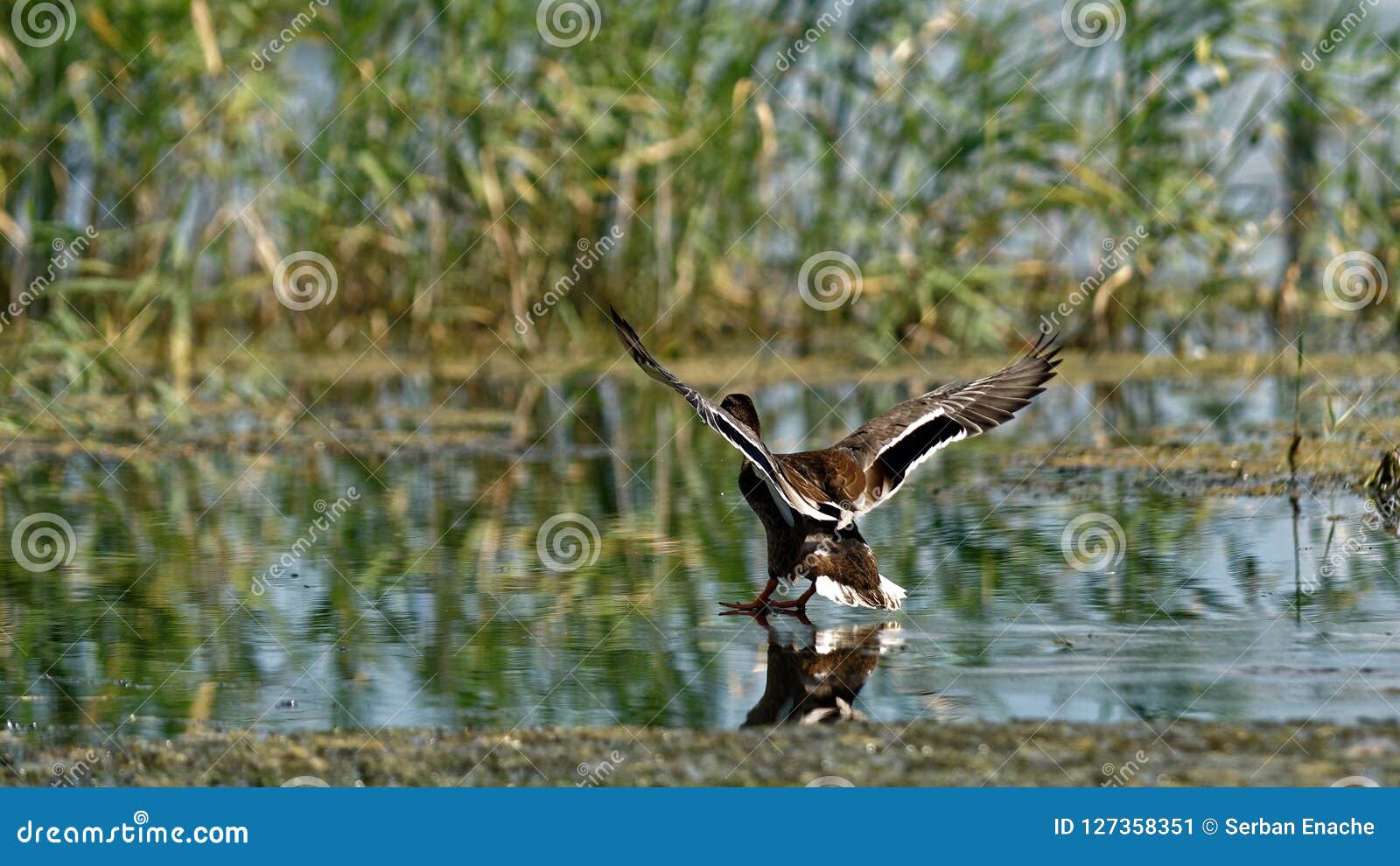 Wild duck in Danube Delta stock image. Image of scenery - 127358351