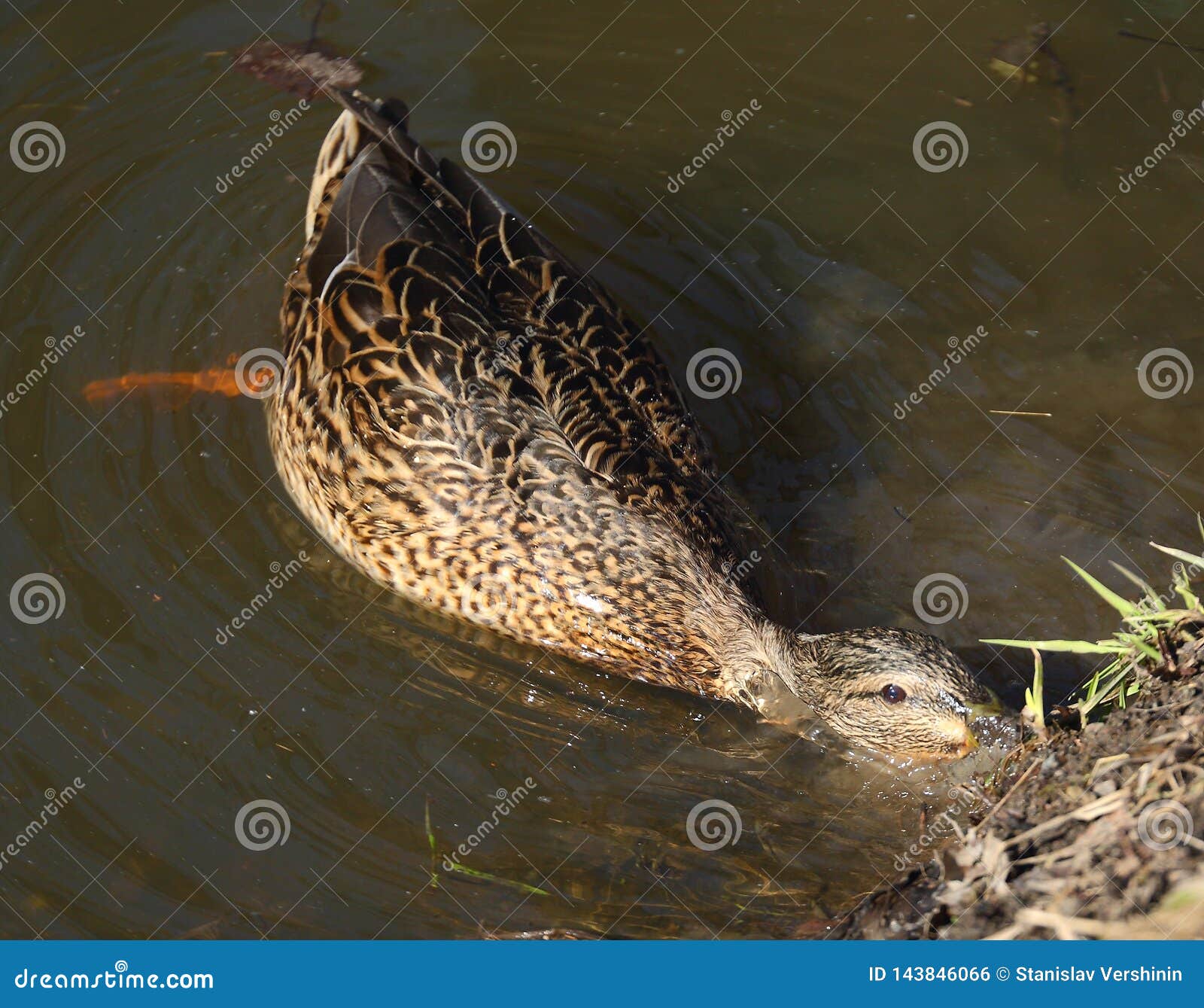 17 Duck Digging Photos - Free & Royalty-Free Stock Photos from Dreamstime