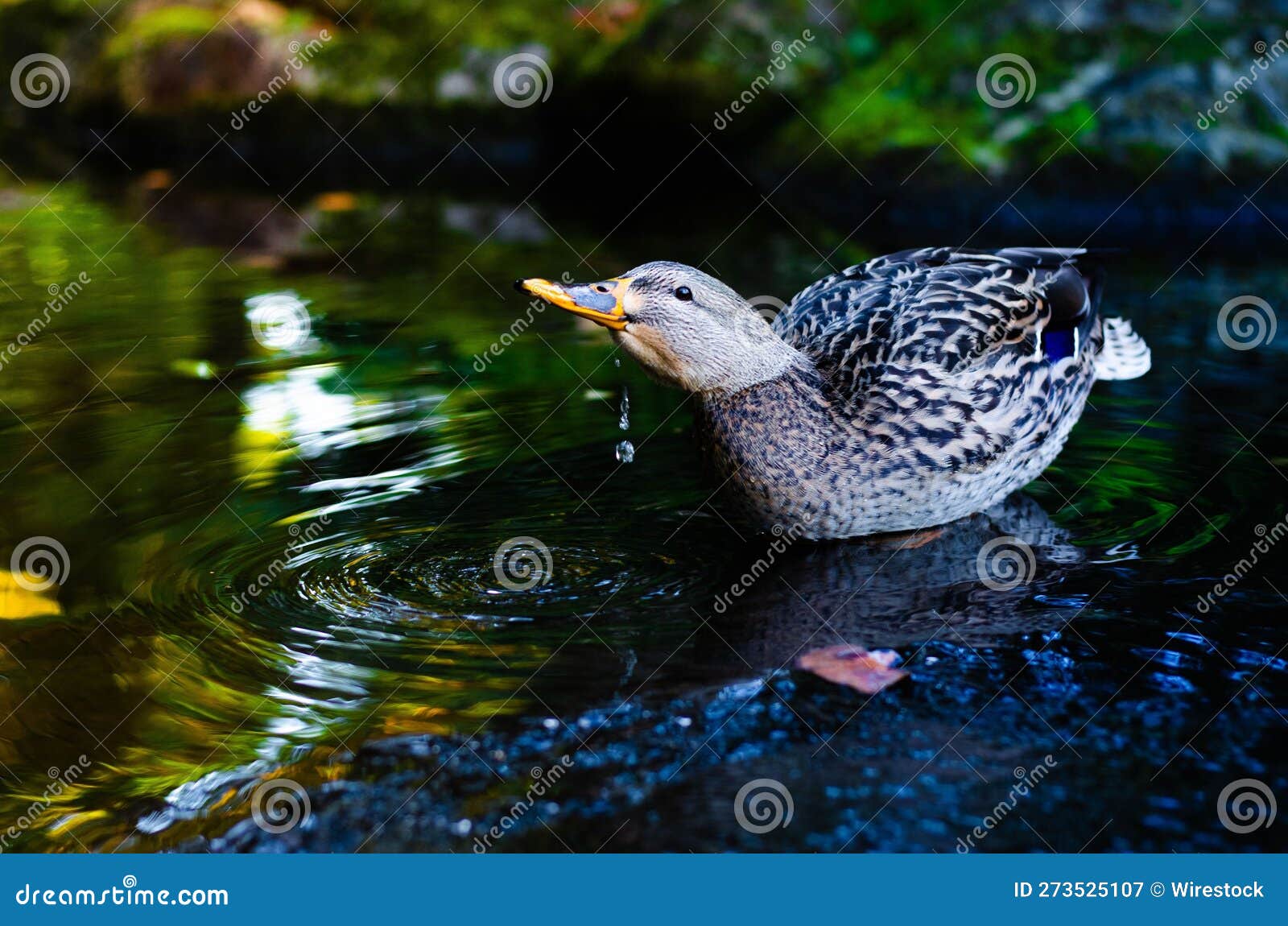 Wild Duck Drinking Water in the Pond. Stock Image - Image of duck, pond ...