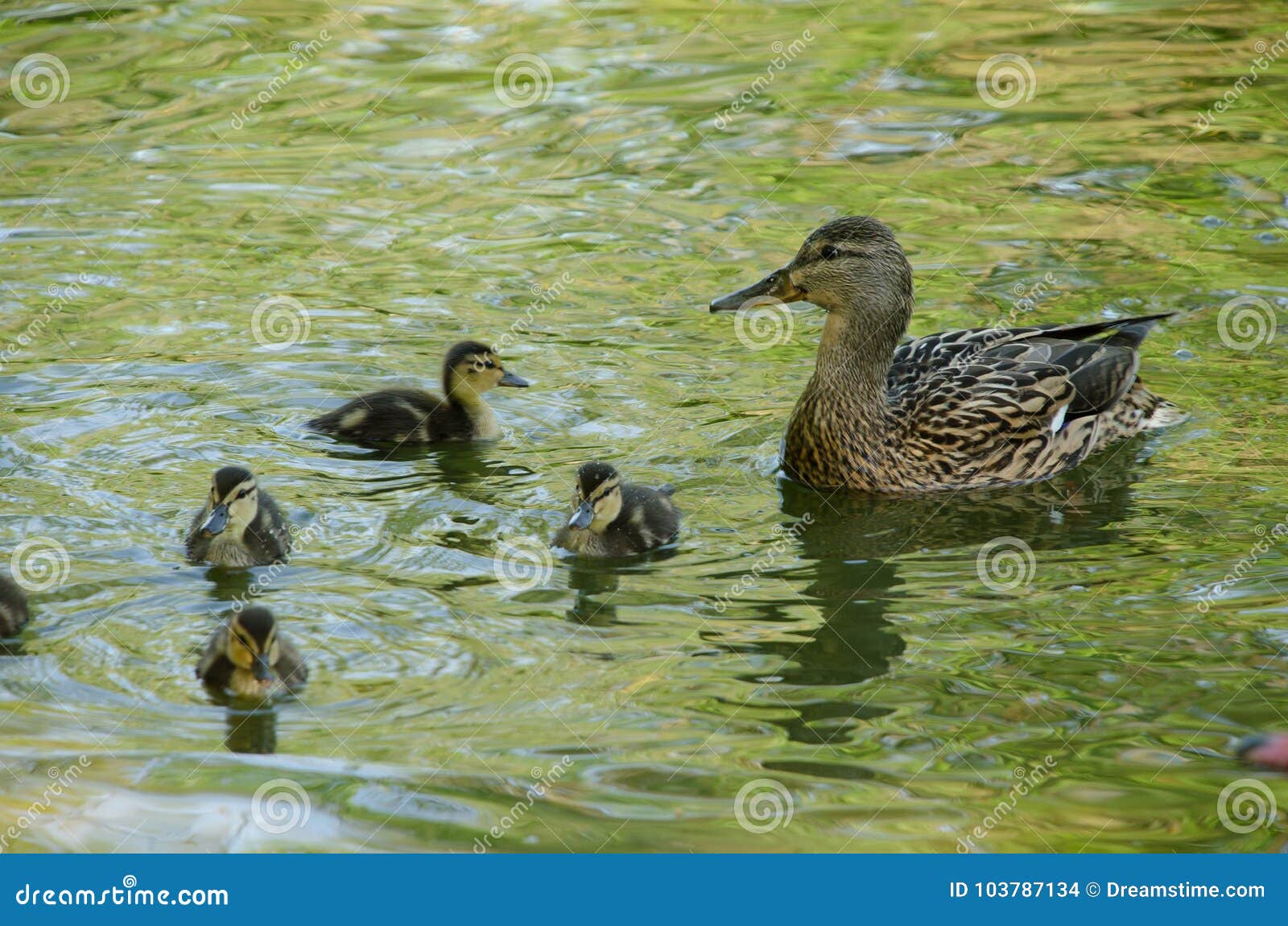 Wild Duck with Ducklings in the Pond Stock Photo - Image of childhood ...