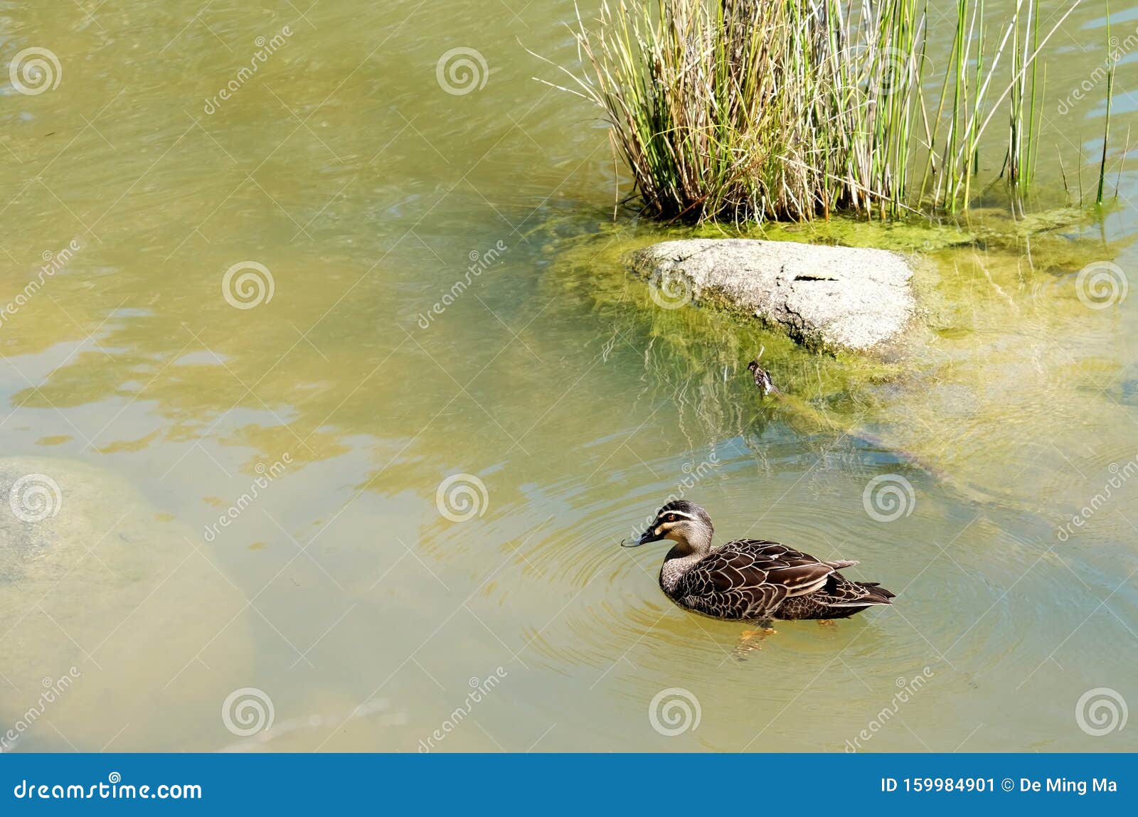 Wild Duck in Early Spring 3 Stock Image - Image of birds, wings: 159984901