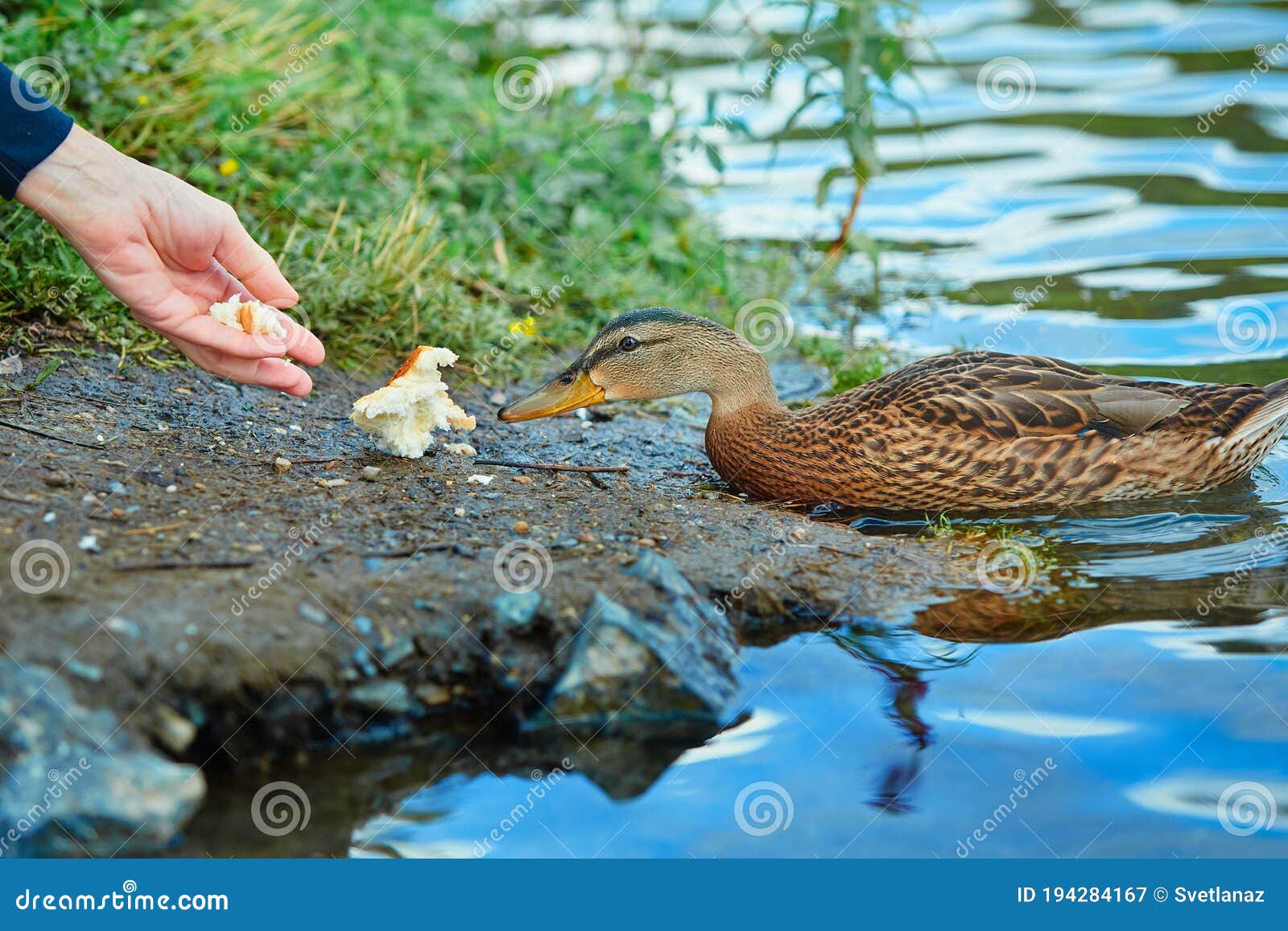 Duckling Eating Bread