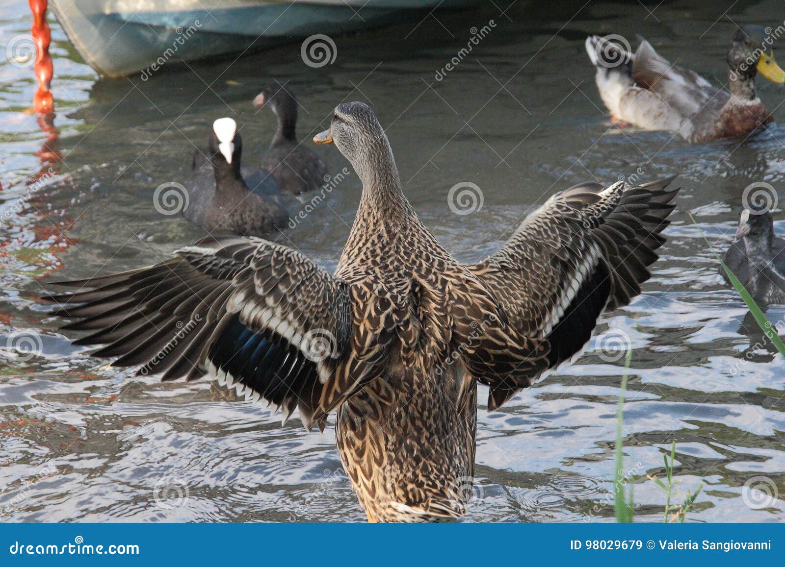 Wild duck stock image. Image of bird, flap, aythya, animals - 98029679
