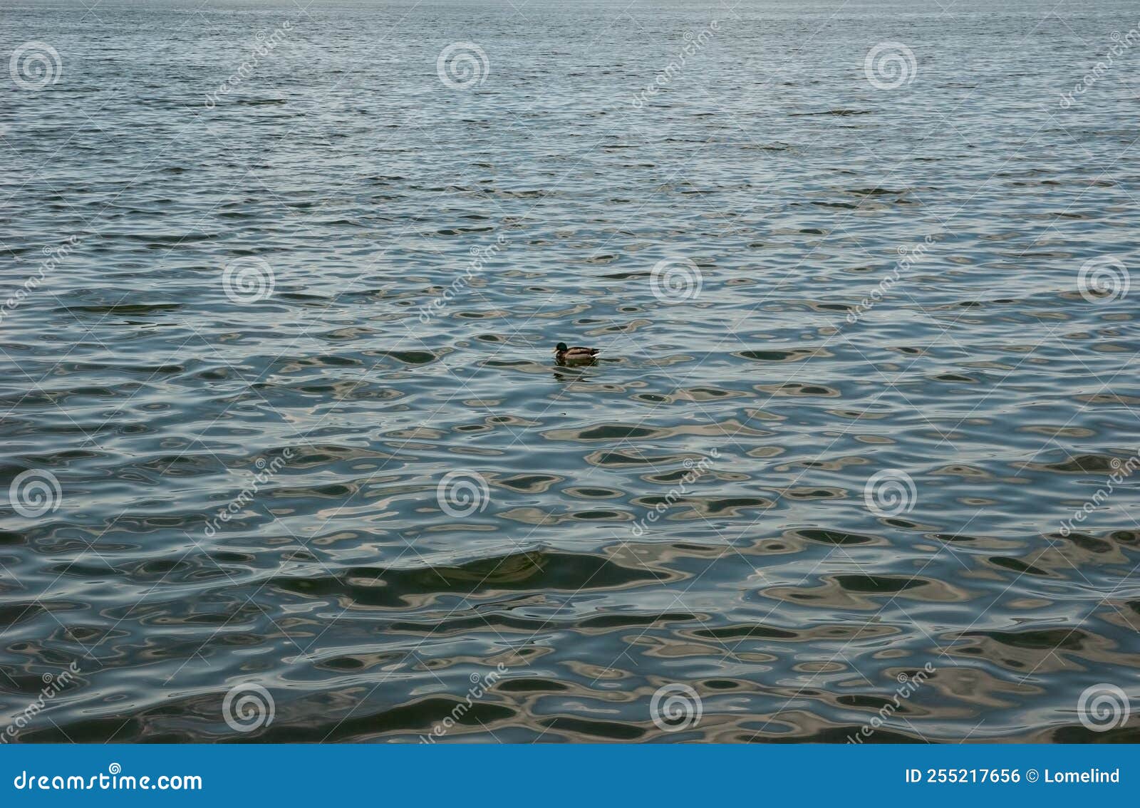 Wild Duck Floats on Water with Fine Ripples Stock Photo - Image of ...