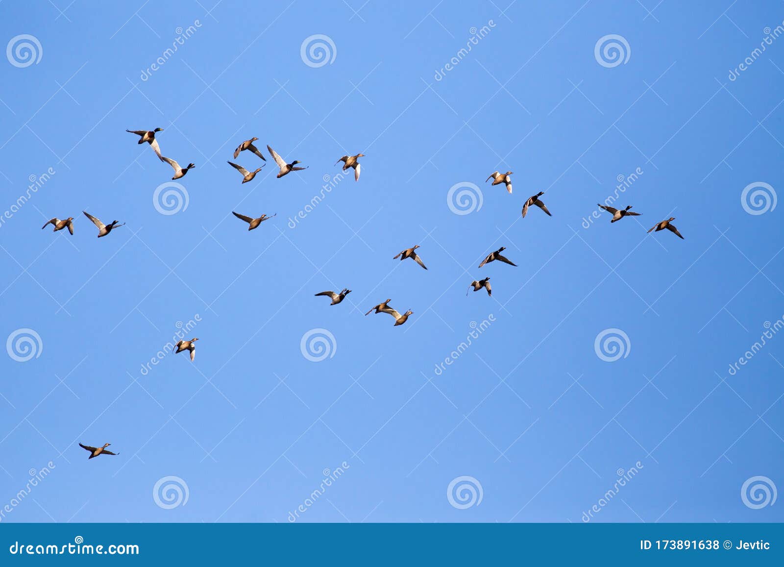 Wild duck flock flying stock photo. Image of hunting - 173891638