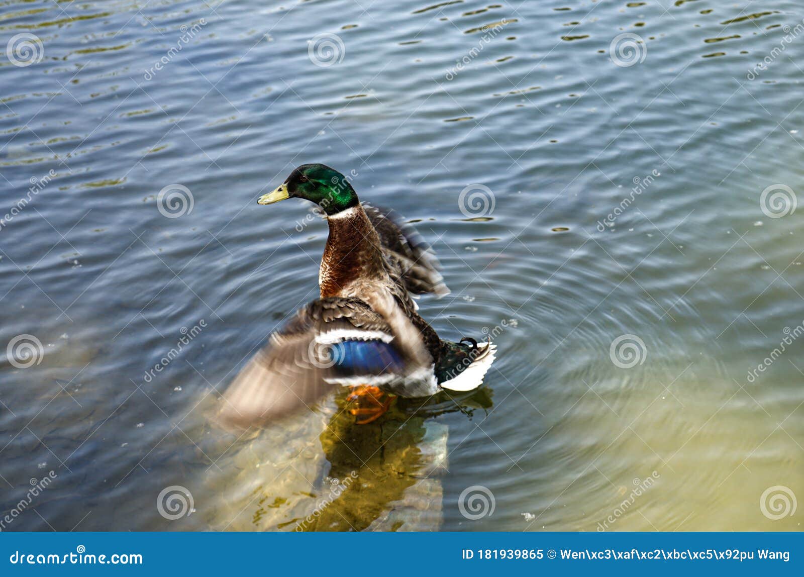 Wild duck flying on water stock image. Image of feather - 181939865