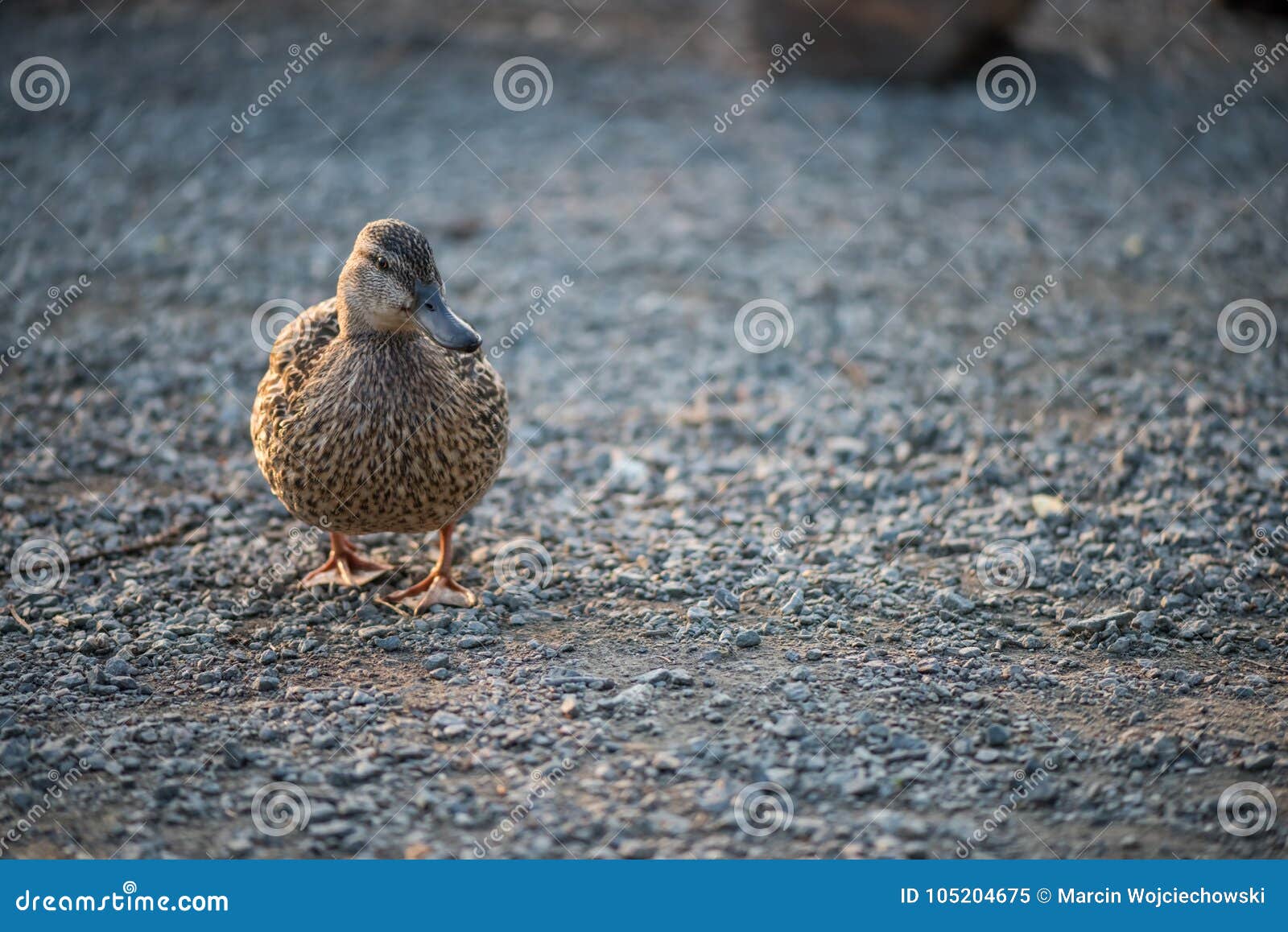Wild duck - front close up stock image. Image of ingredient - 105204675