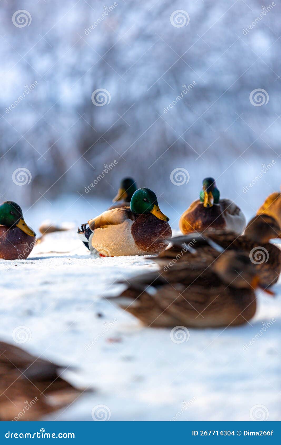 Wild Duck Group on Snow at Winter Morning Stock Photo - Image of fauna ...