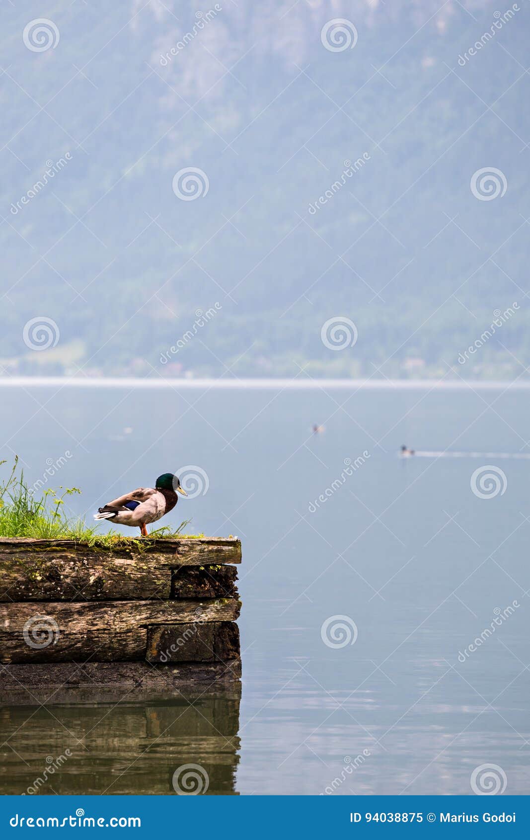 Wild Duck on Hallstatt Lake in Austria Stock Image - Image of idyllic ...