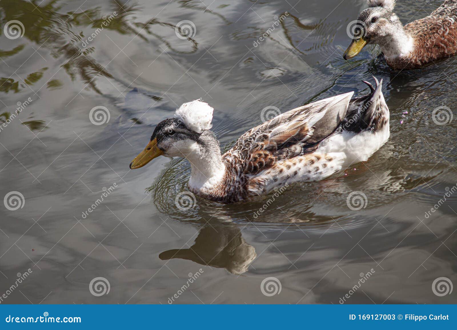 Wild Duck in Its Natural Environment 10 Stock Image - Image of outdoors ...