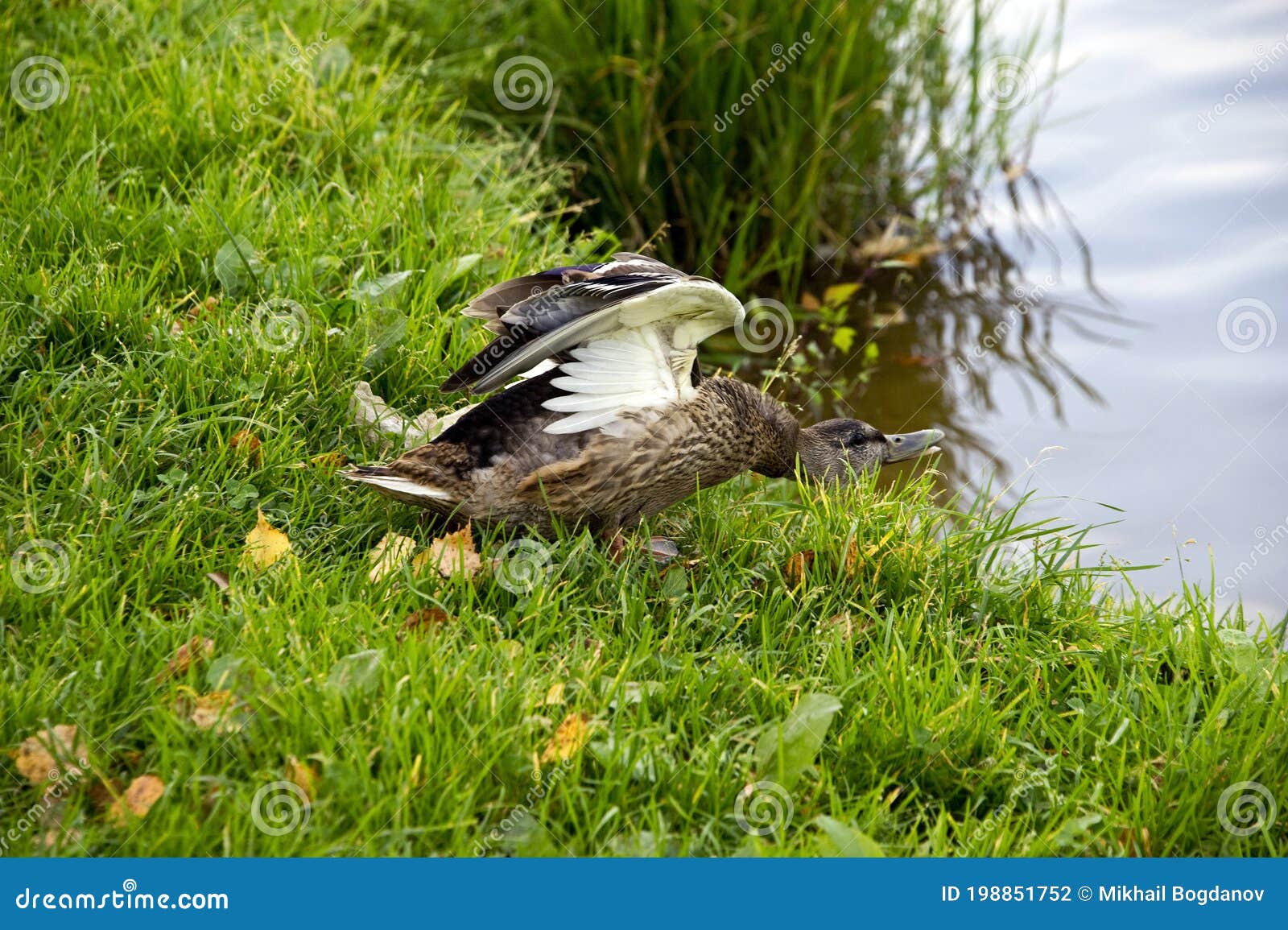 The Wild Duck Keeps the Defense. Stock Photo - Image of crimean ...