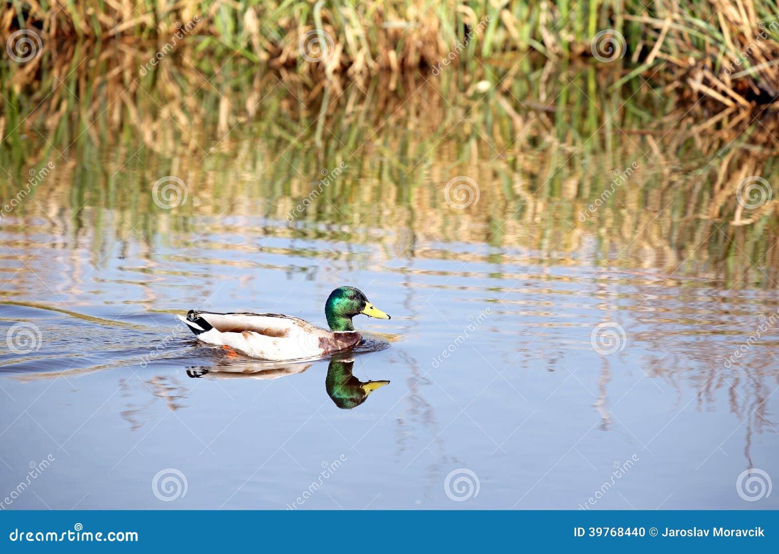 Wild Duck at Kinderdijk, Netherlands Stock Photo - Image of inland ...