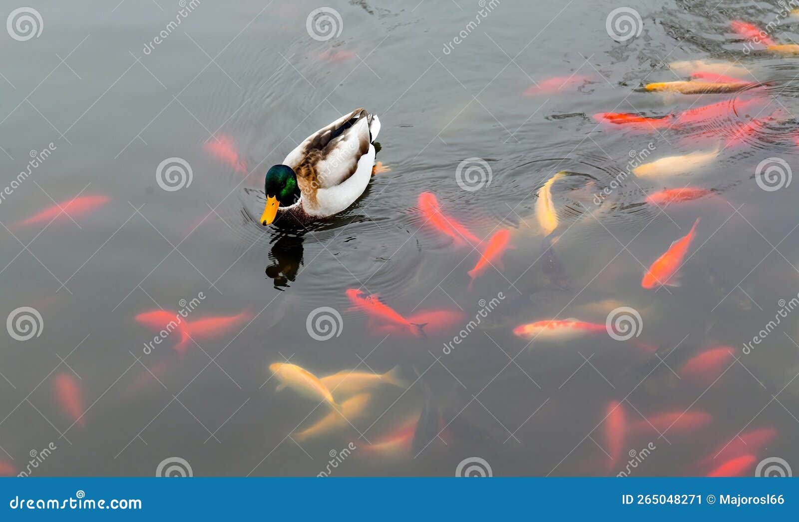 Wild Duck on the Lake with Golden Fish Stock Image - Image of swimming ...