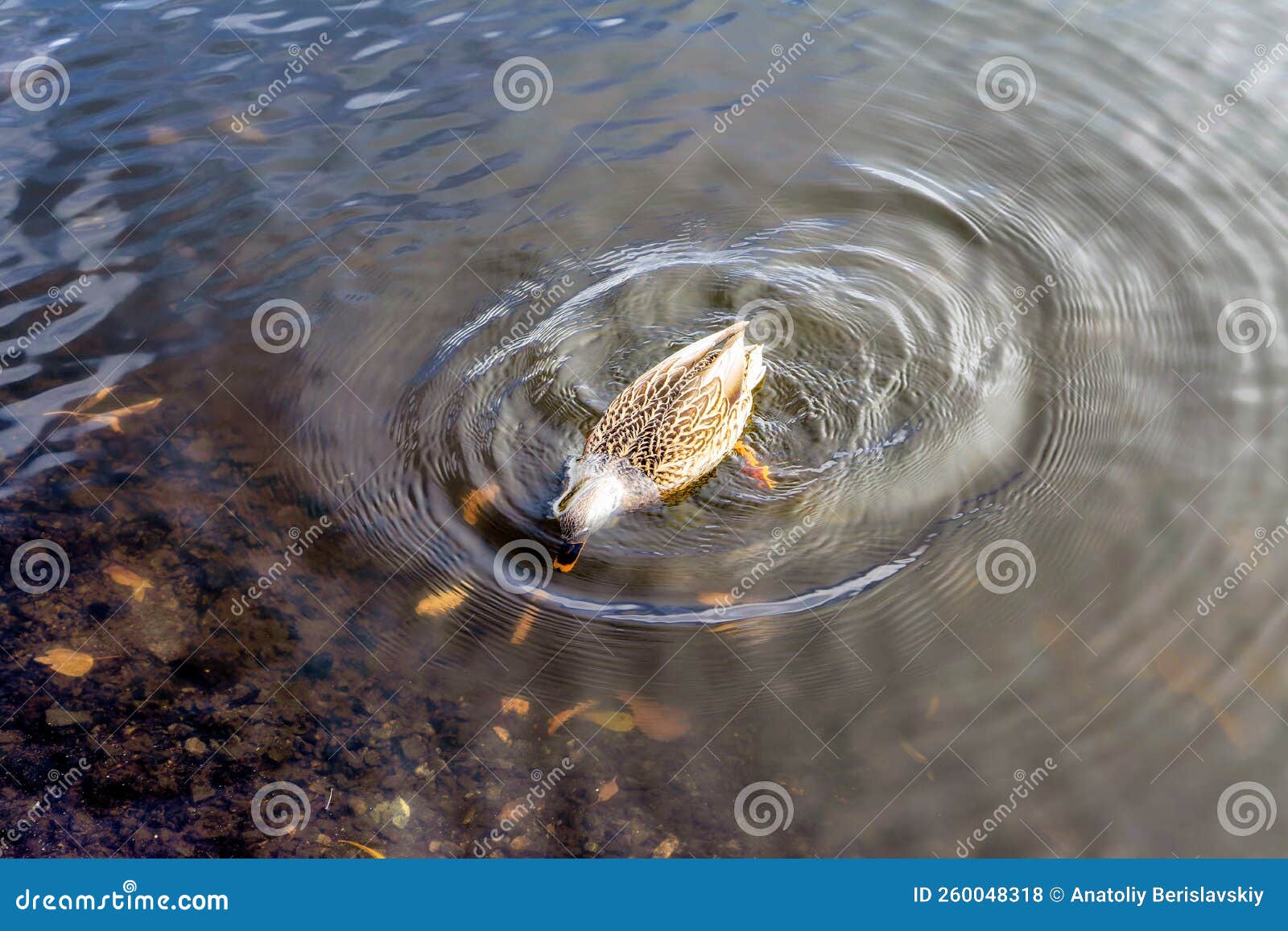 Wild Duck on the Lake. Wild Duck Swim in the Lake Stock Photo - Image ...