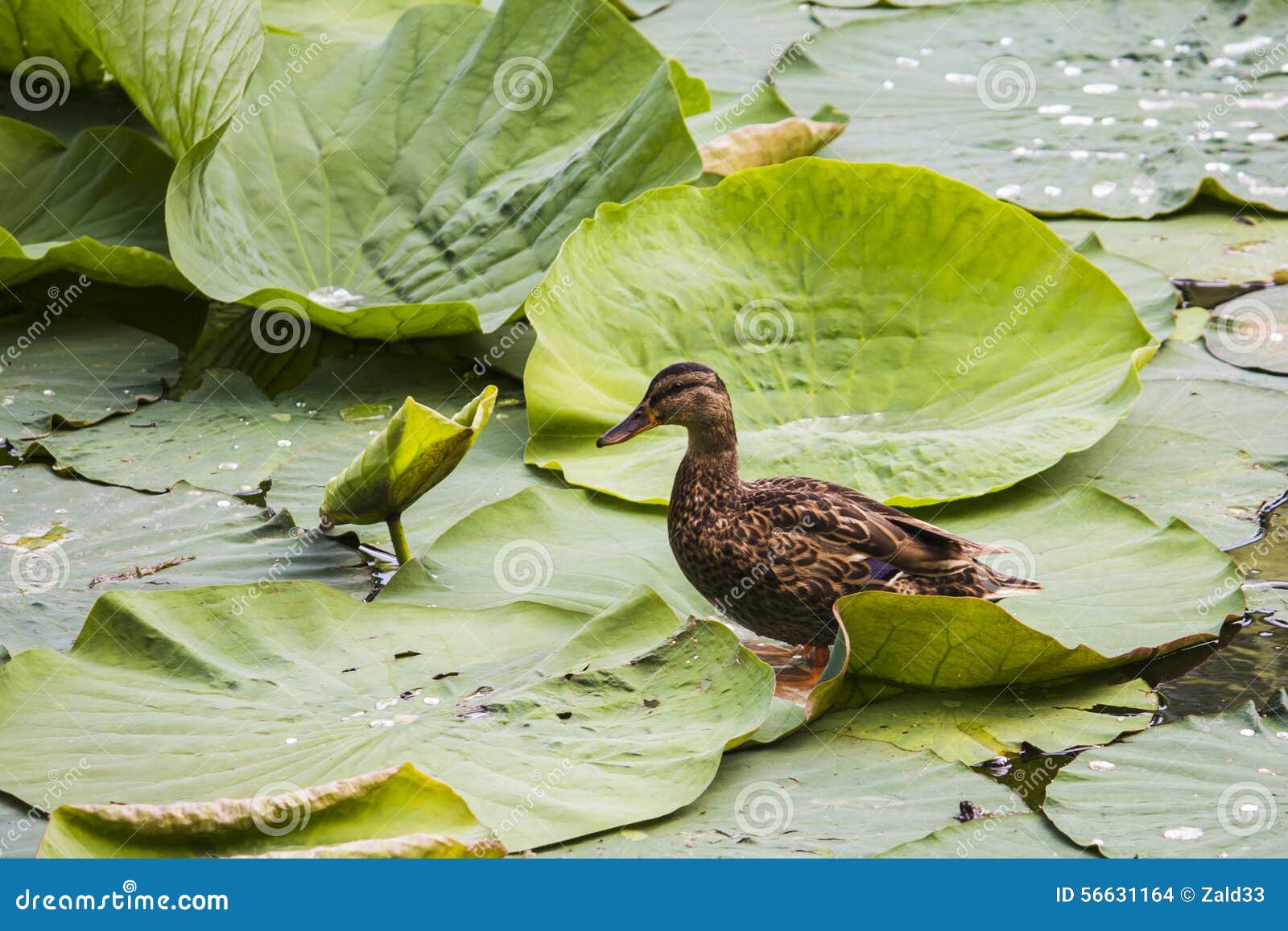 Wild duck on a lily leaf stock photo. Image of leaf, standing - 56631164