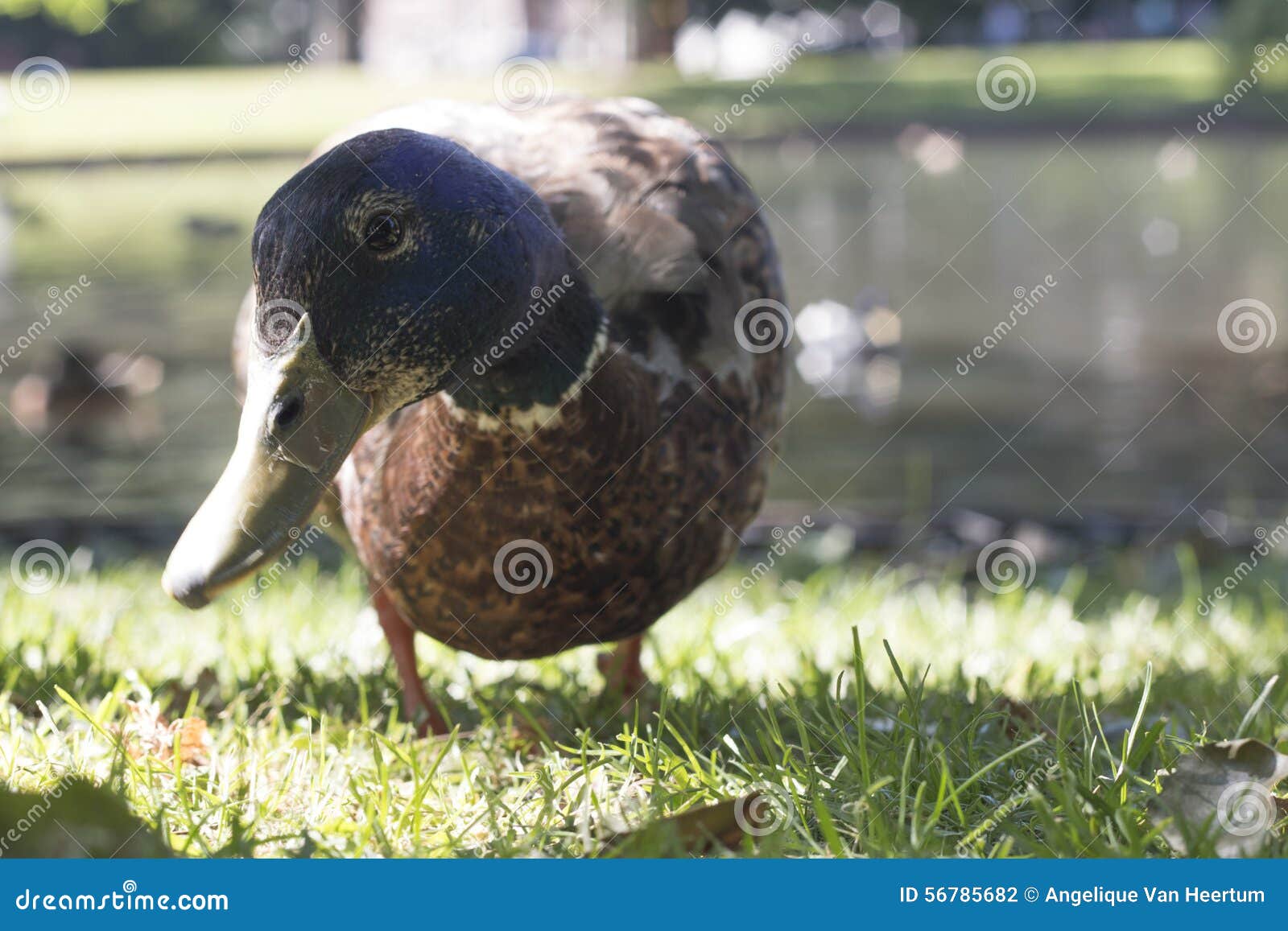 Wild Duck, Looking into Camera, Close-up Stock Photo - Image of cute ...