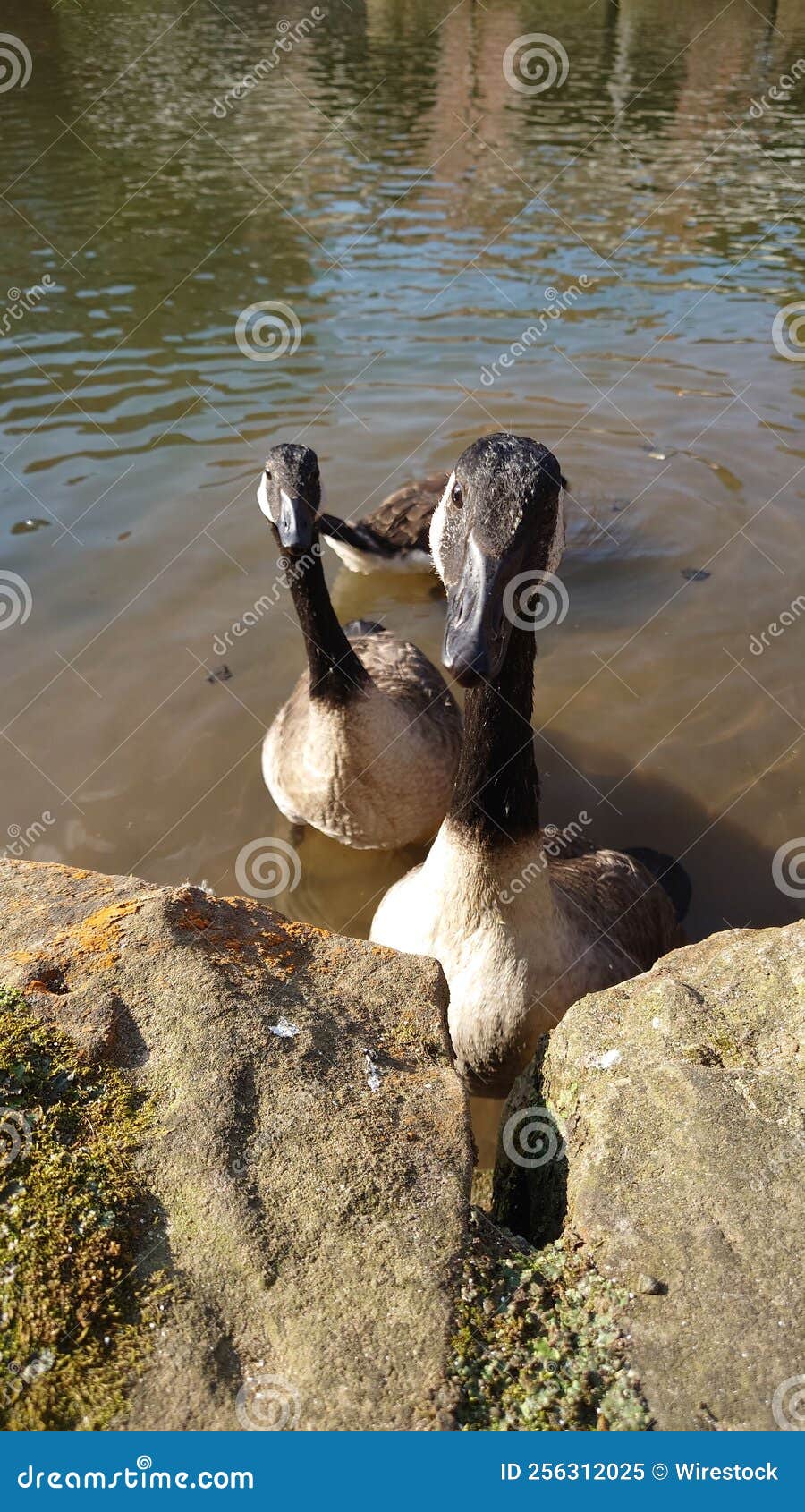 Wild Duck is Looking for Food on the Lake Stock Image - Image of wing ...