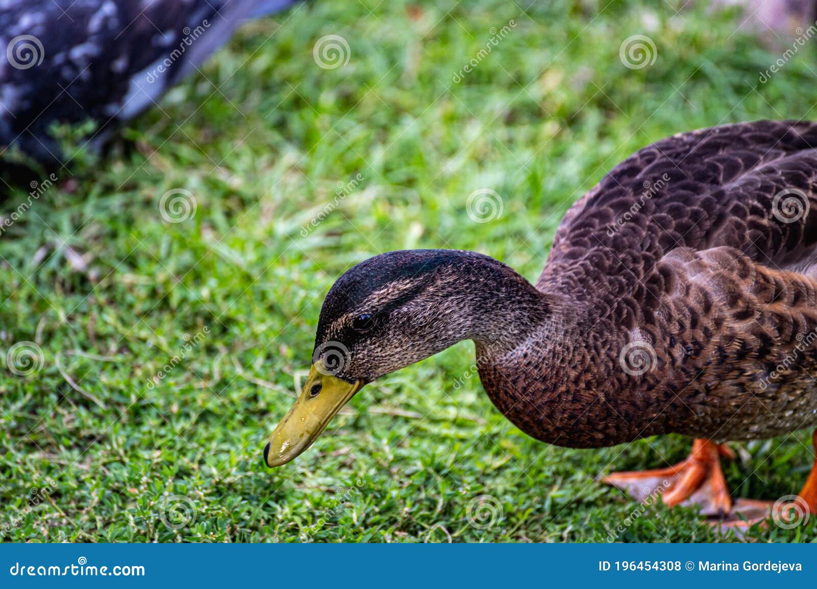 Duck Nibbles Photos - Free & Royalty-Free Stock Photos from Dreamstime