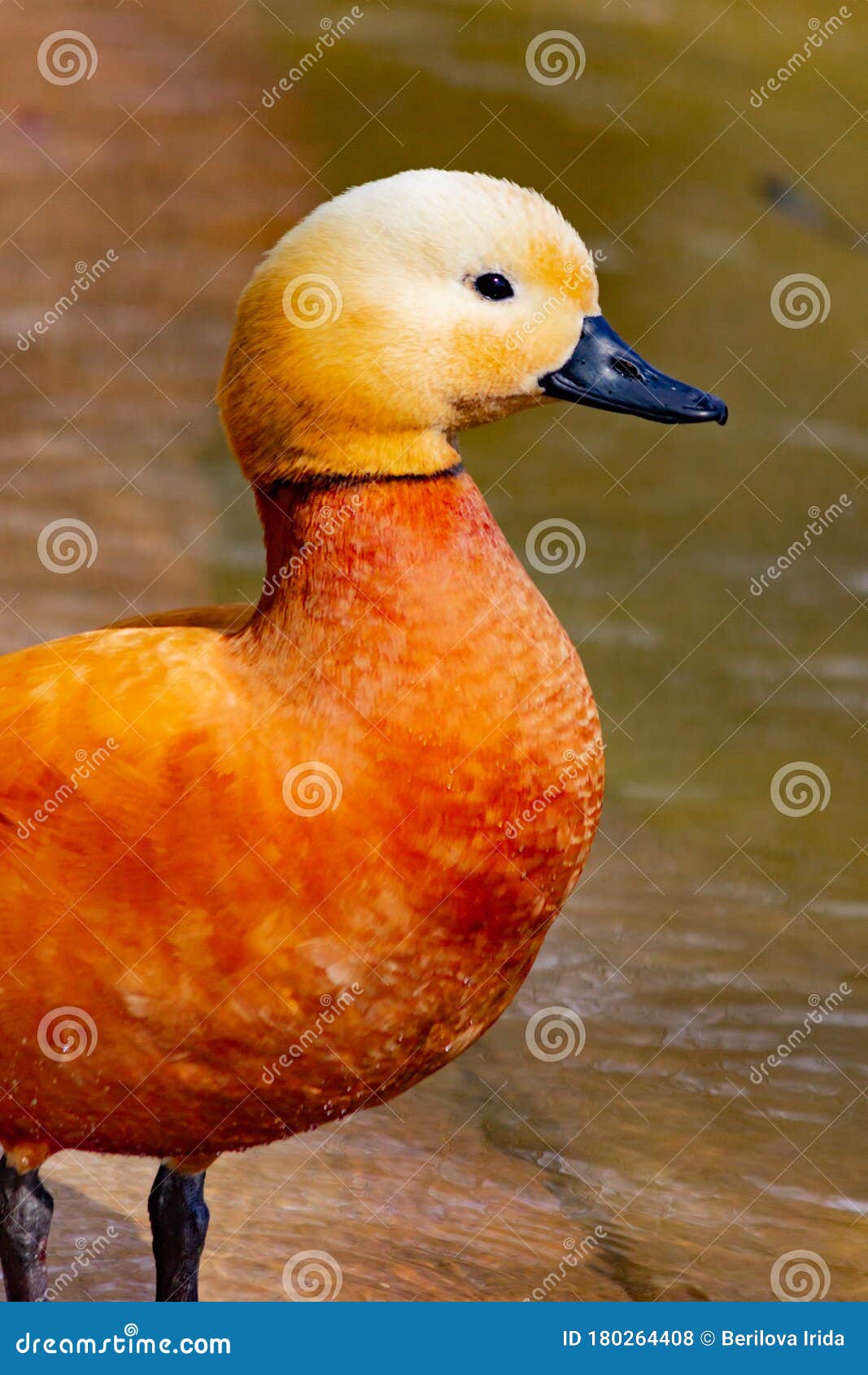 Wild Duck Ogar on the Lake. Close-up Stock Photo - Image of duck, clear ...