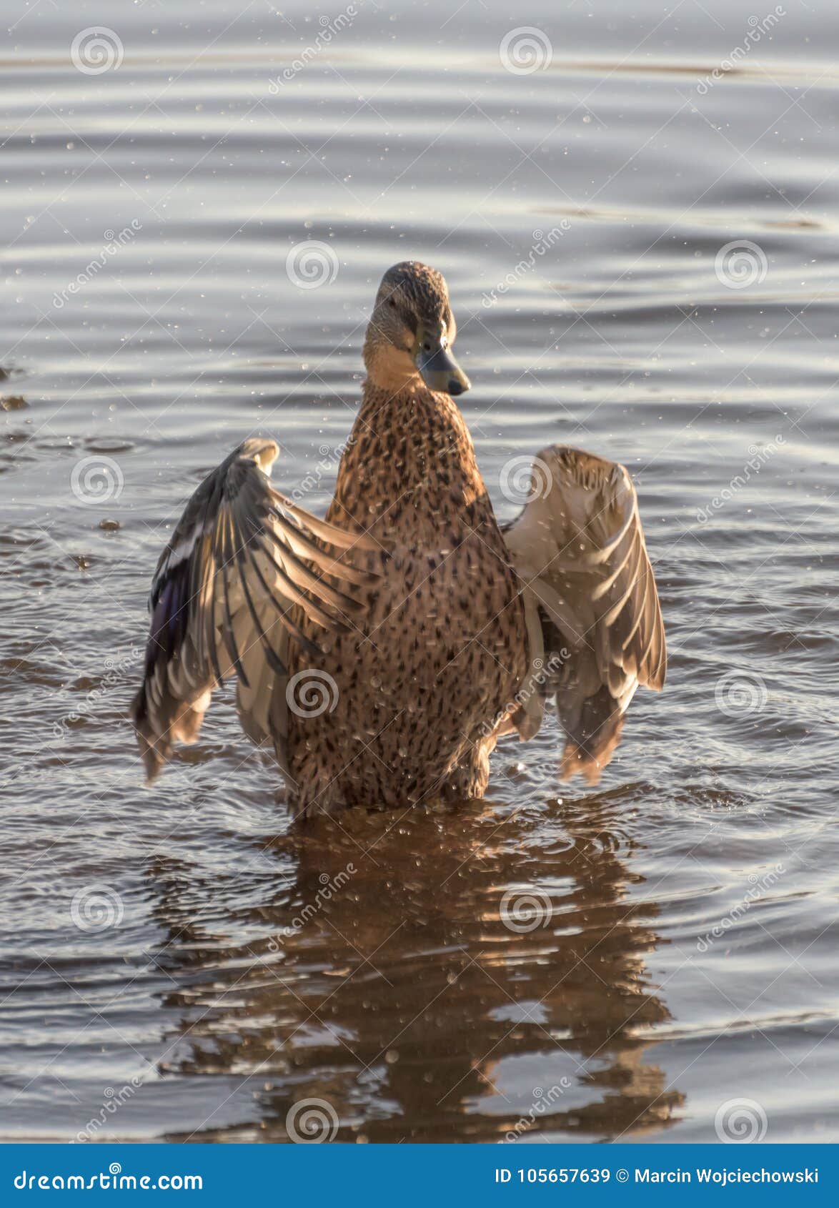 Wild Duck with Outstretched Wings. Stock Image - Image of closeup ...