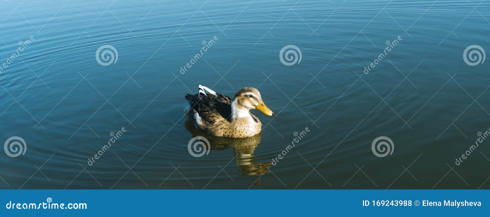 Wild Duck in the Pond. Reflection of a Bird on a Smooth Surface of the ...