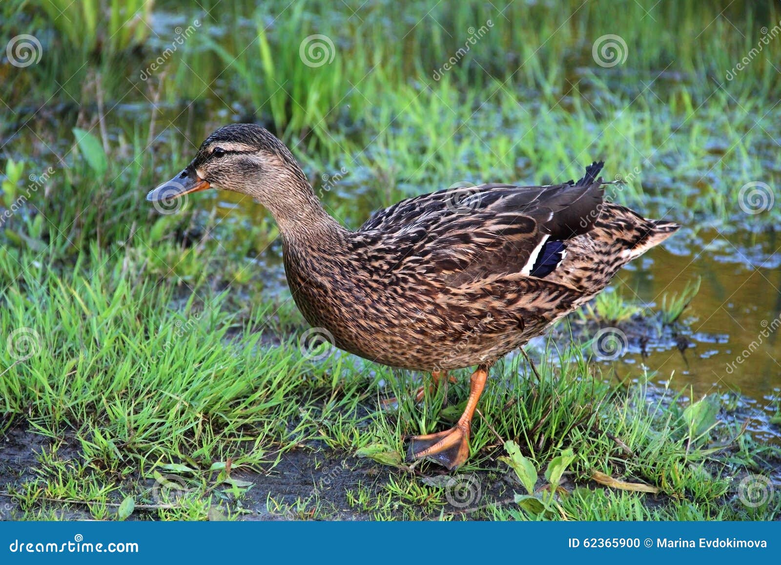 Wild Duck On The Pond, Russia Stock Photo - Image: 62365900
