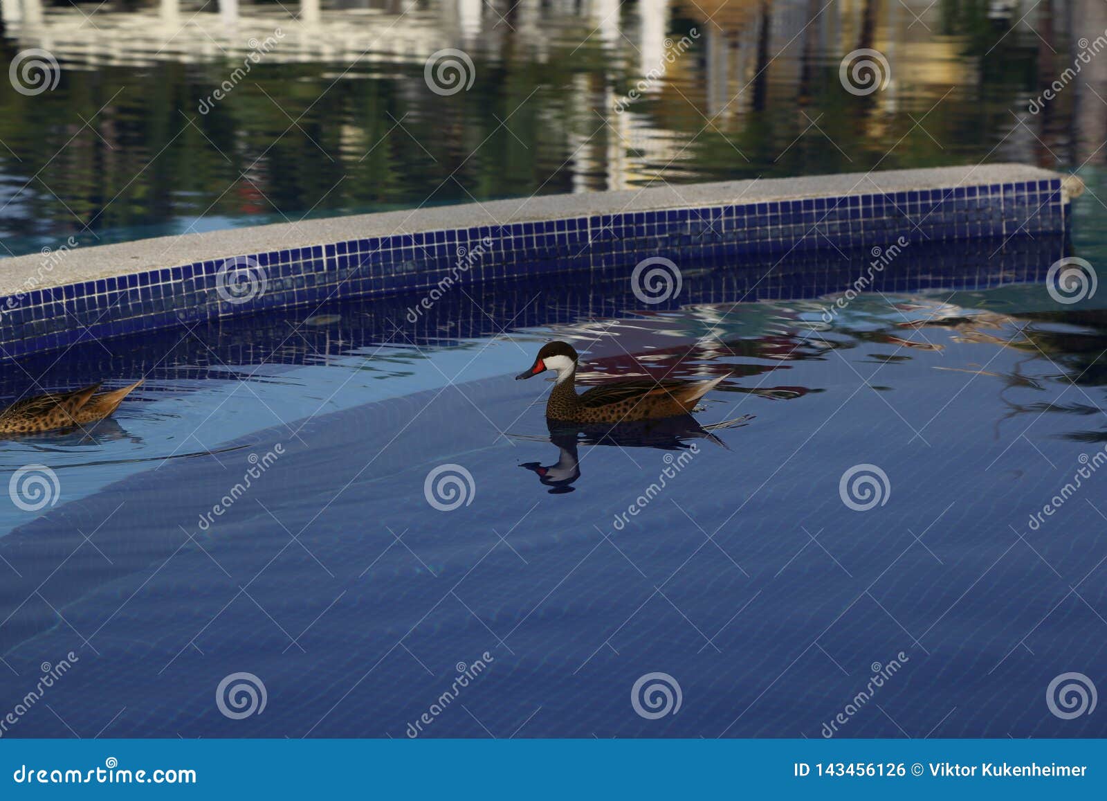 Wild Ducks at the Pool in the Dominican Republic Stock Photo - Image of ...