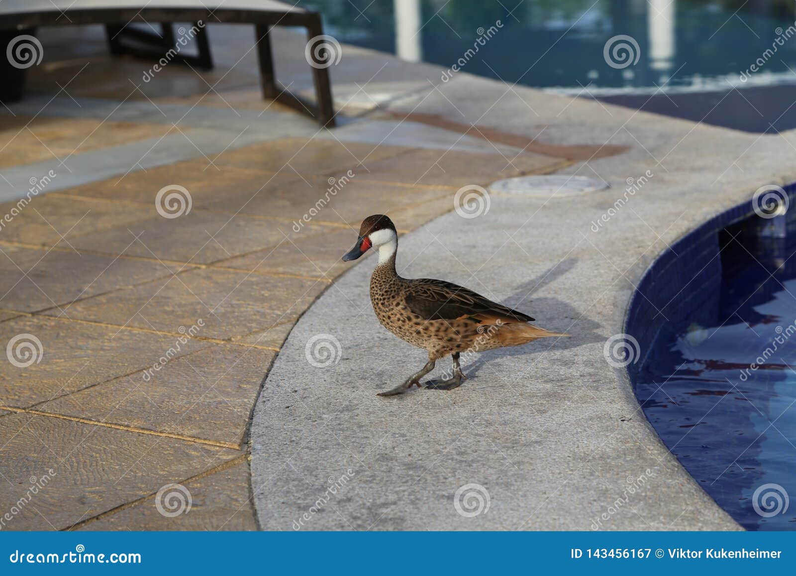 Wild Ducks at the Pool in the Dominican Republic Stock Image - Image of ...