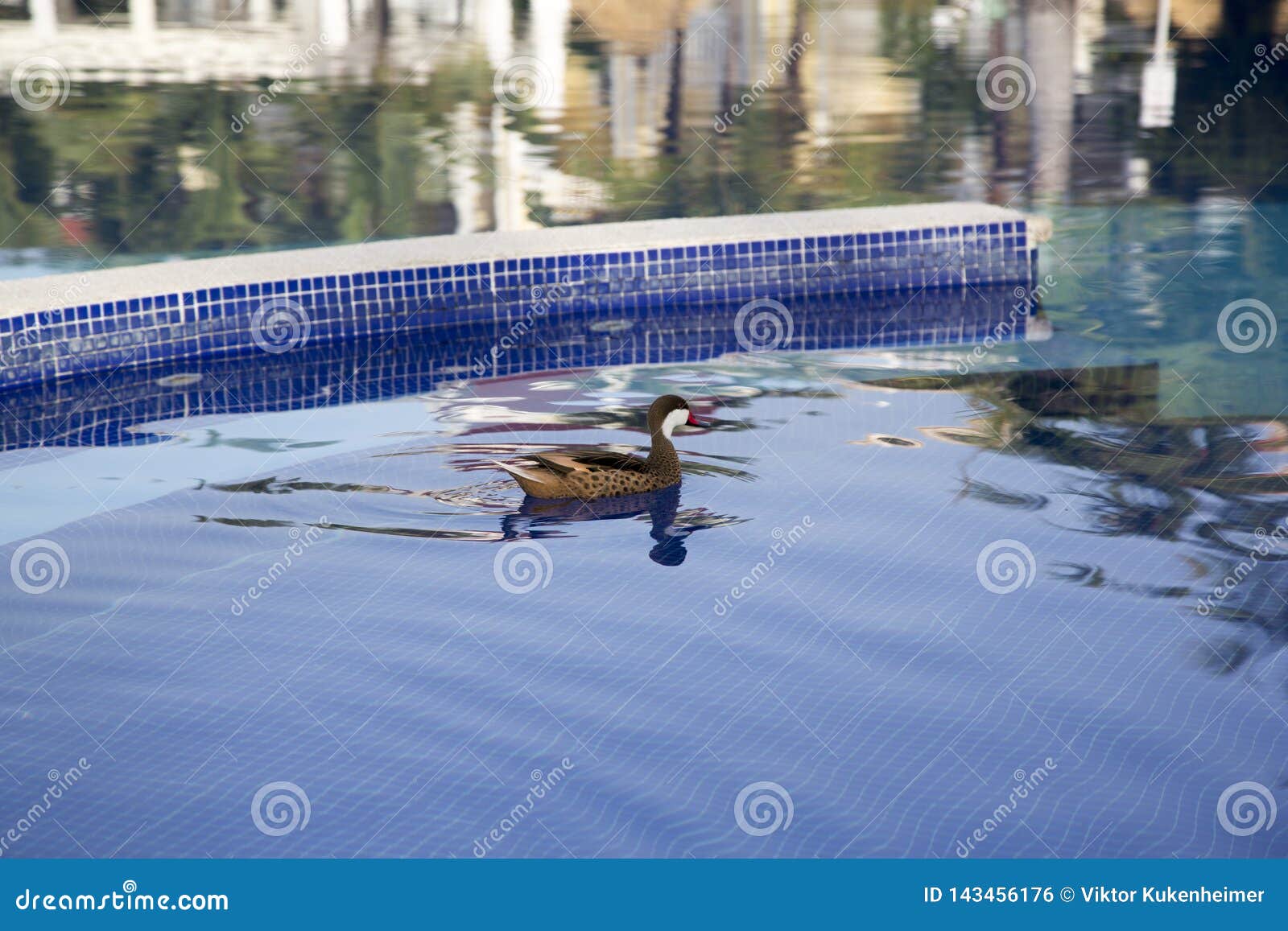 Wild Ducks at the Pool in the Dominican Republic Stock Photo - Image of ...