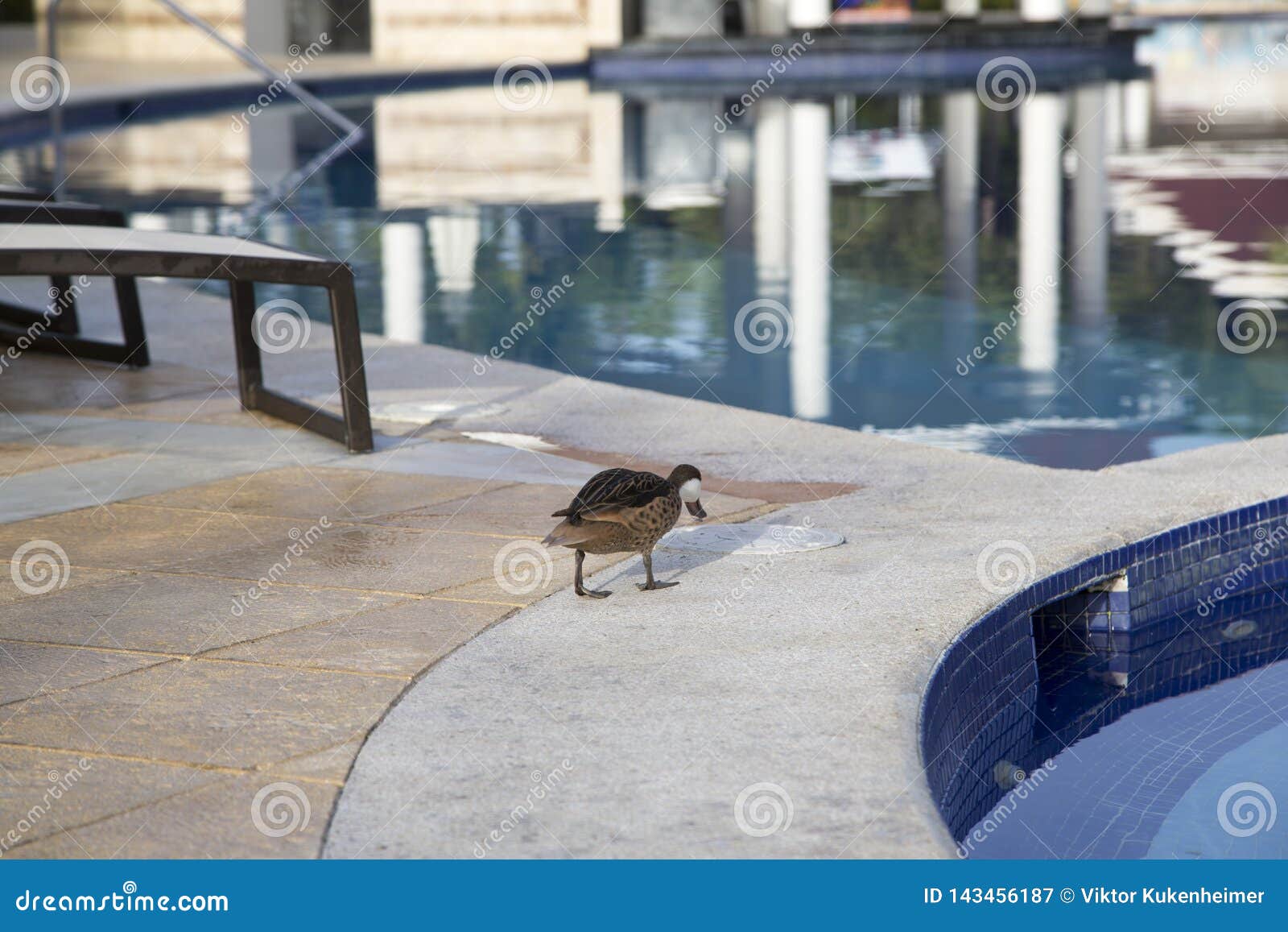 Wild Ducks at the Pool in the Dominican Republic Stock Image - Image of ...