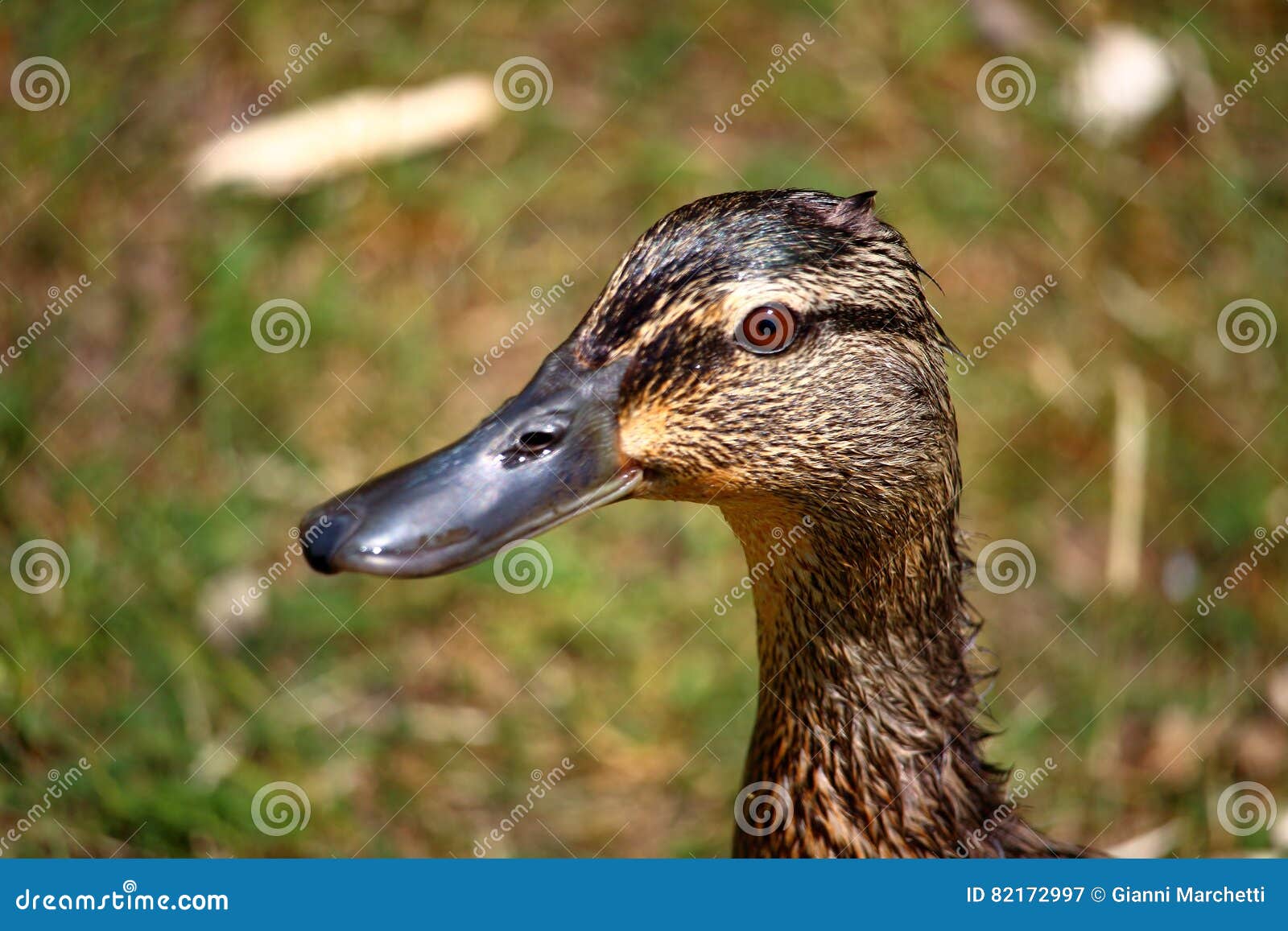 Wild duck portrait stock image. Image of funny, smiles - 82172997