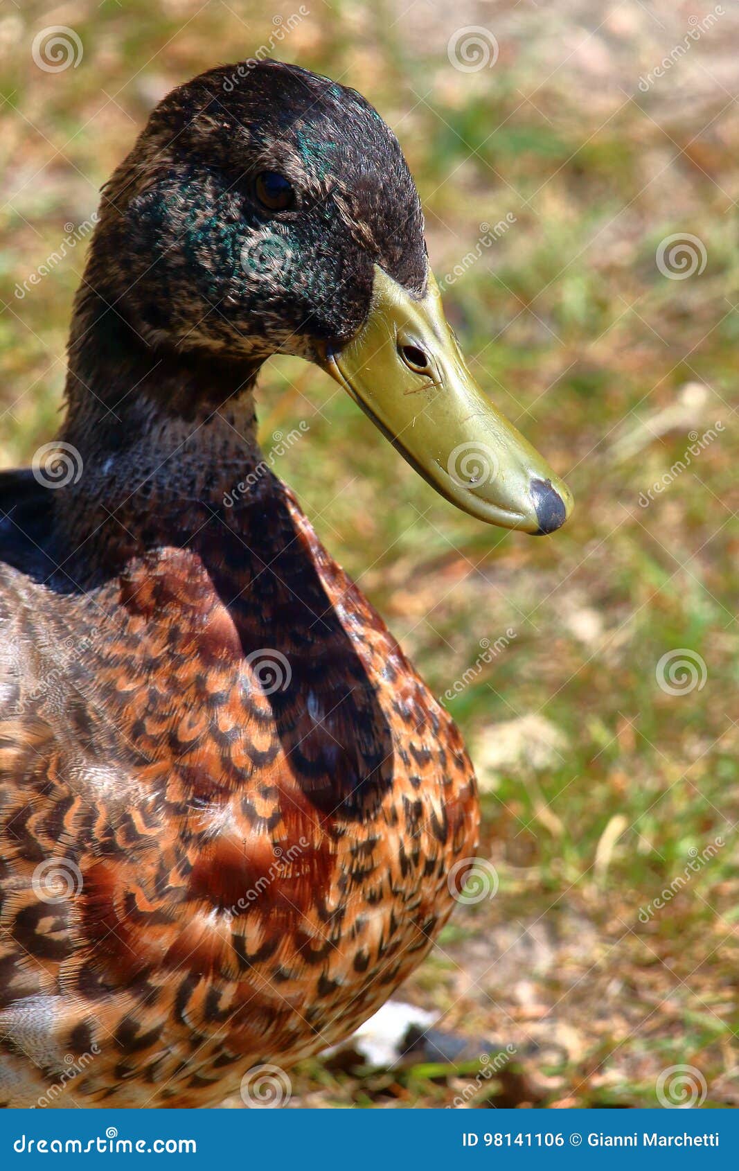 Wild duck portrait stock photo. Image of ducks, close - 98141106